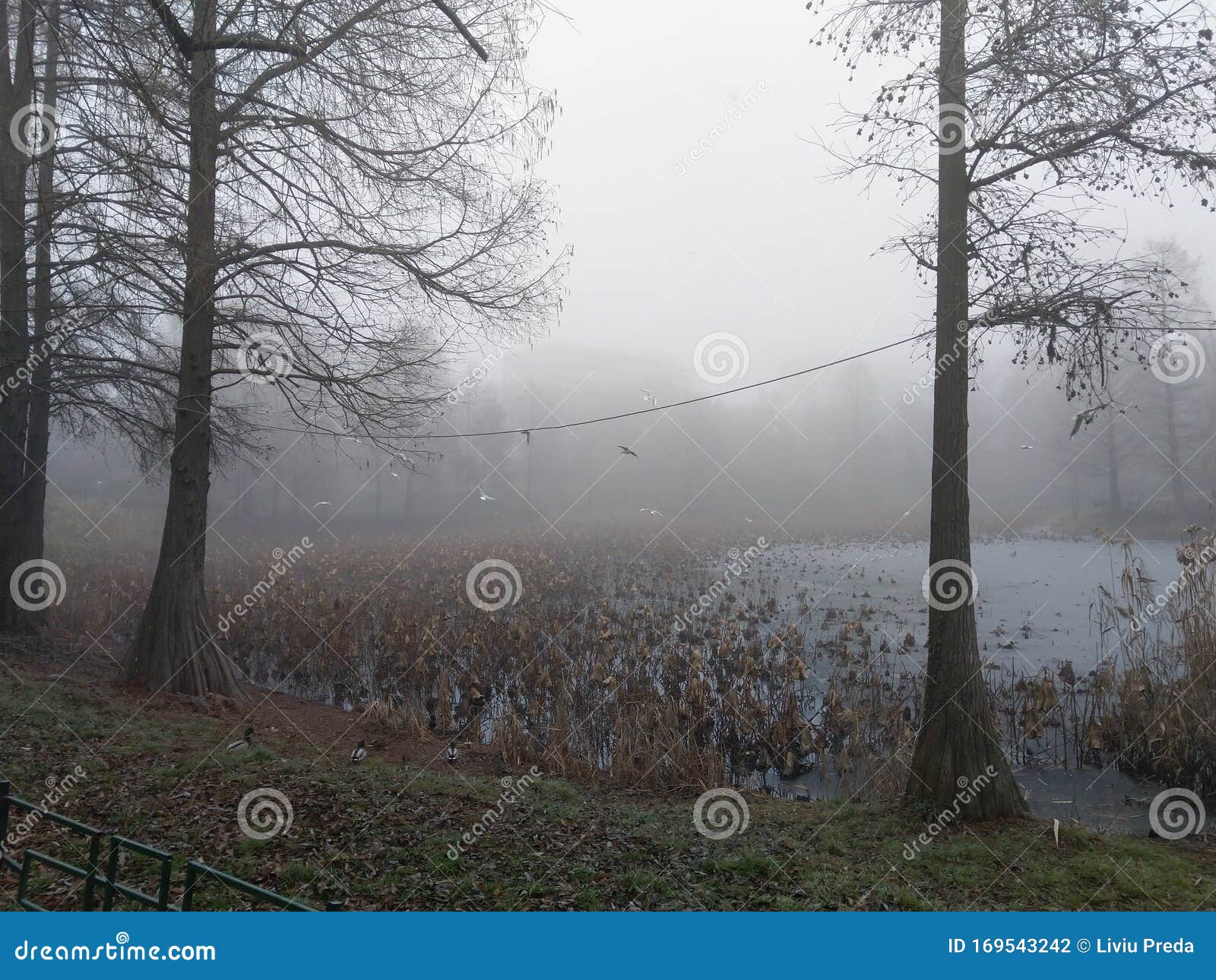 Fog Over the Tree and the Lake Stock Photo - Image of park, tree: 169543242
