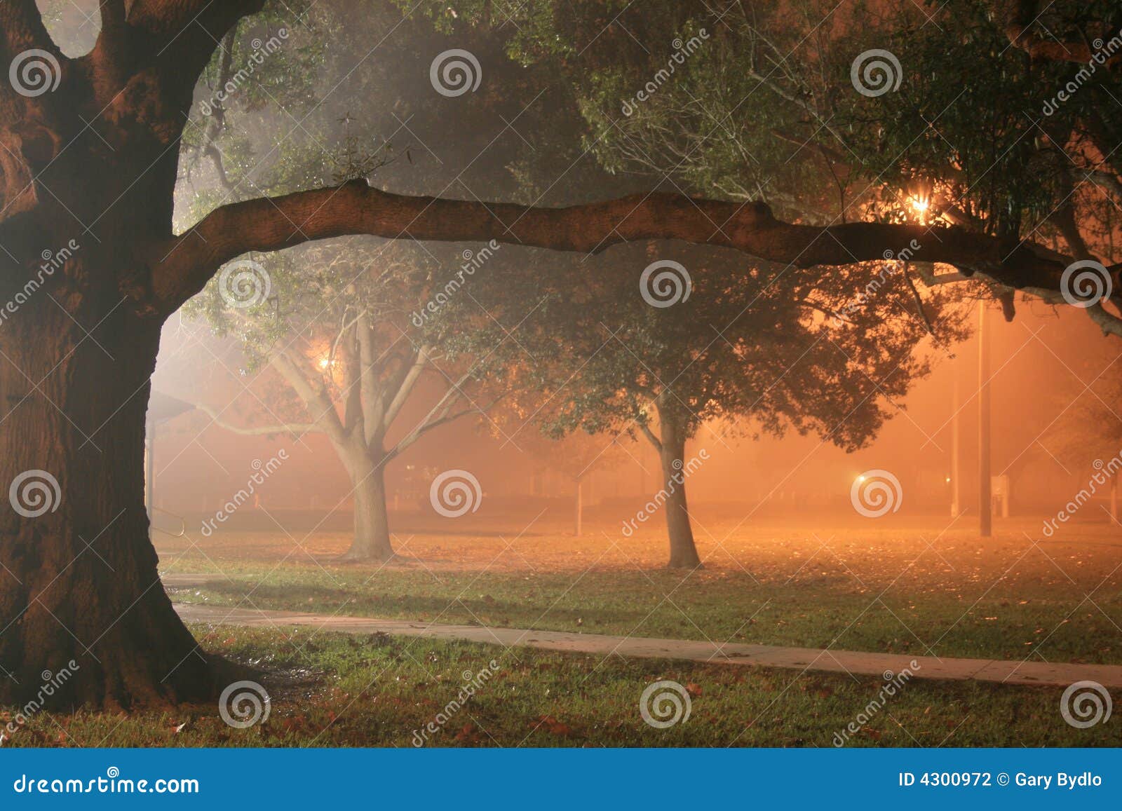 Fog in the Park stock photo. Image of forest, park, nature - 4300972