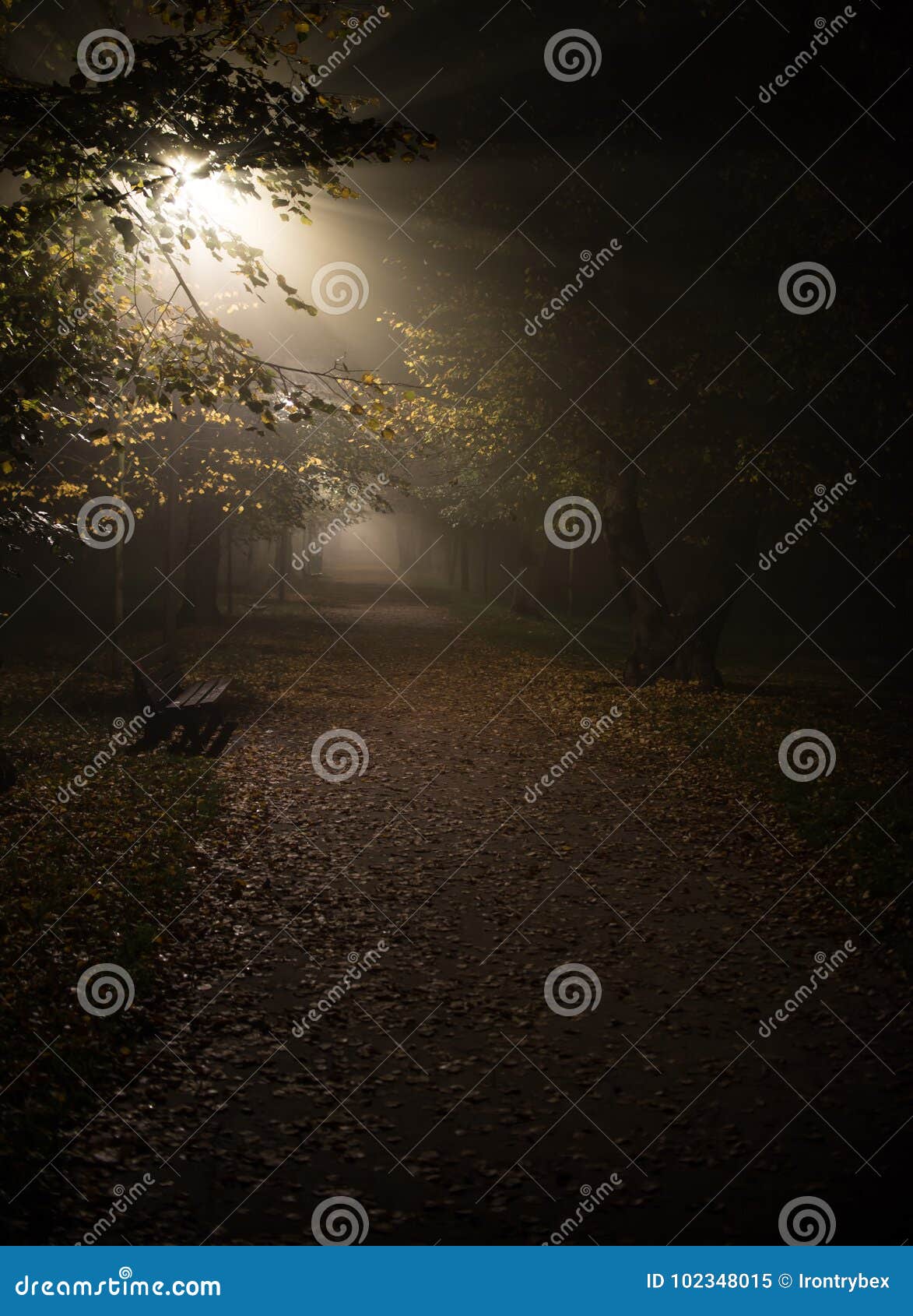 Fog in the Park, Night, Soft Focus, High Iso, Stock Image - Image of ...