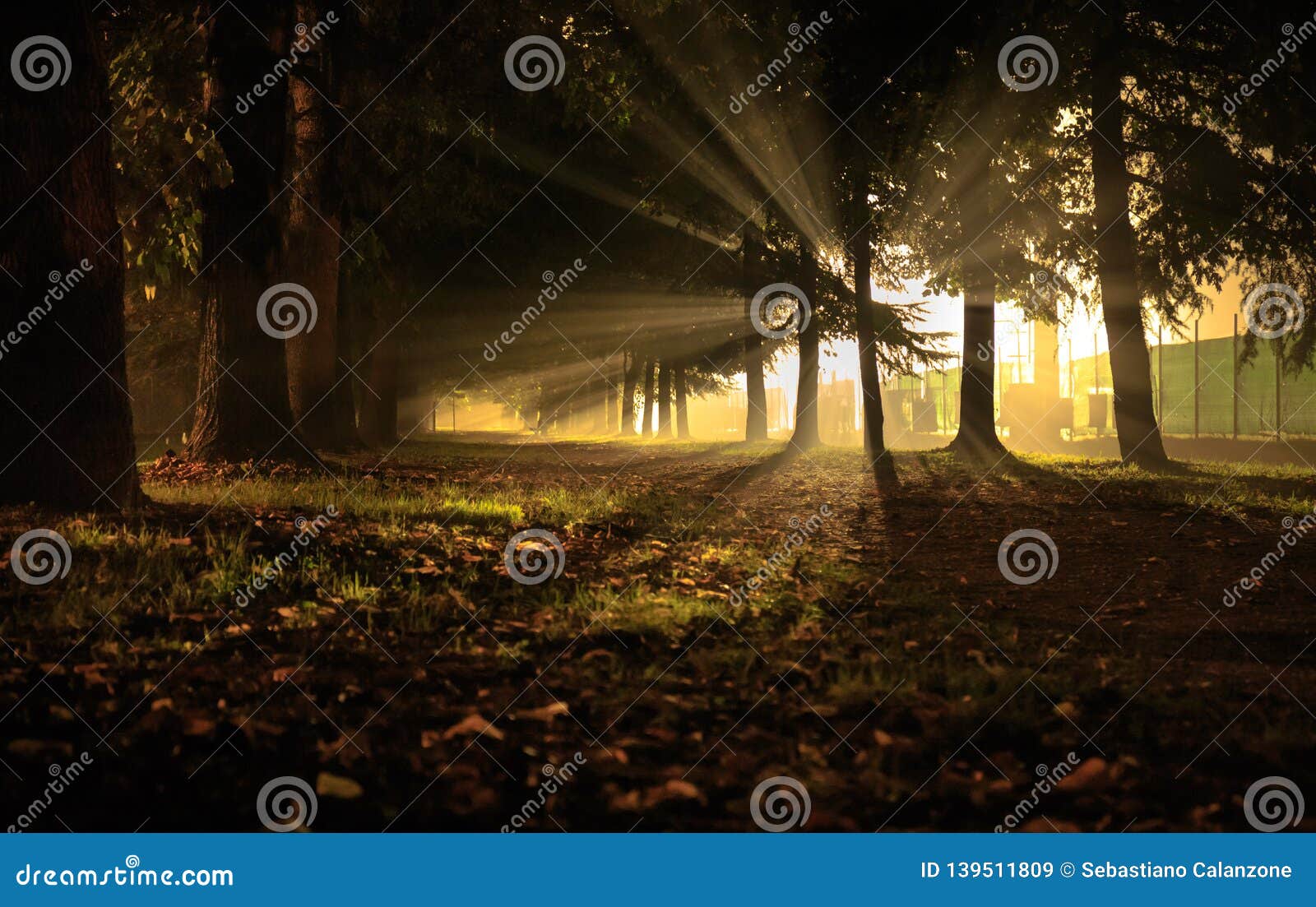 Fog in the Park with Sunrays between Trees in Backlight Stock Image ...