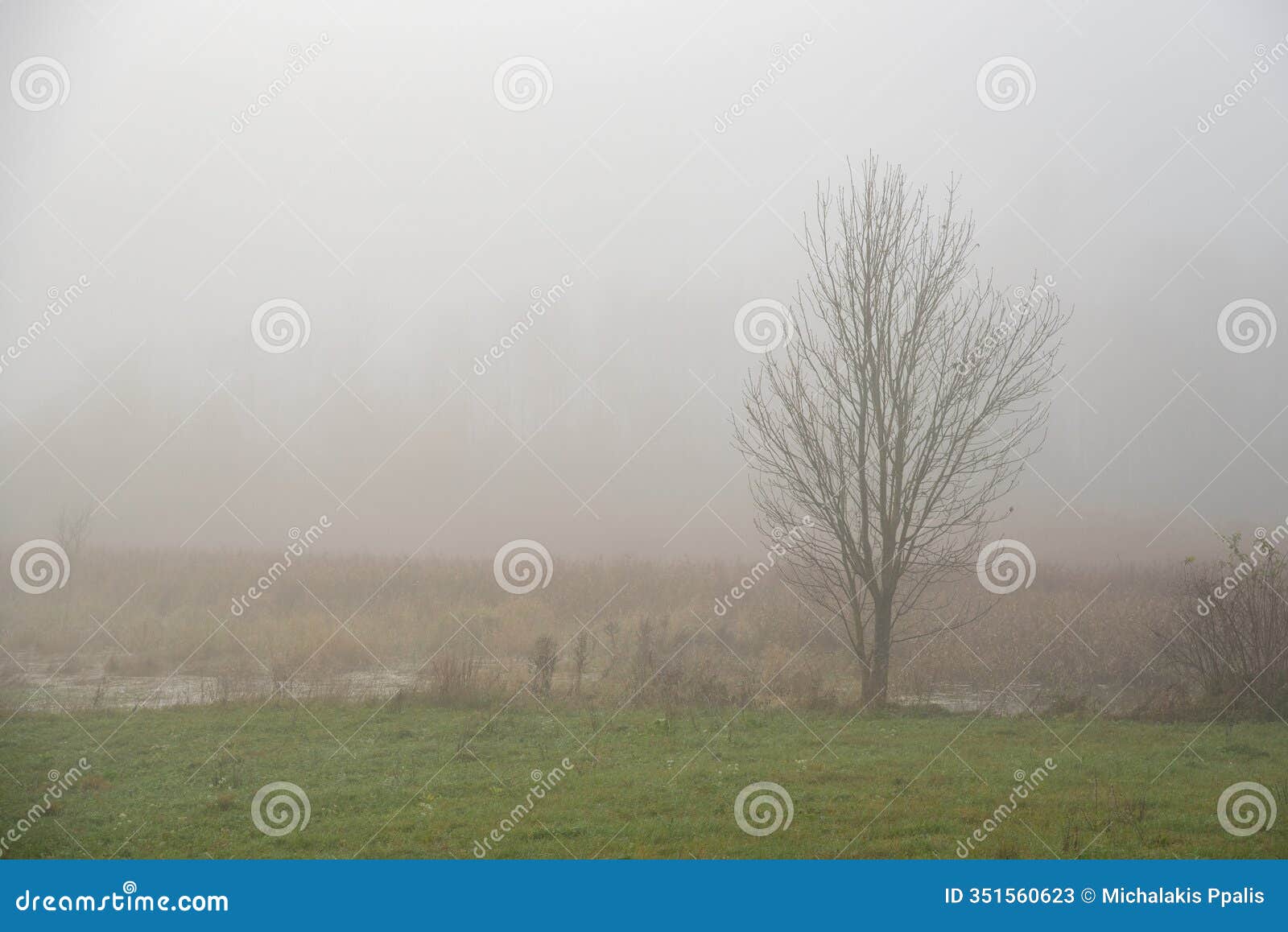 Fog Partially Obscures a Large Leafless Tree Growing on a Riverside ...