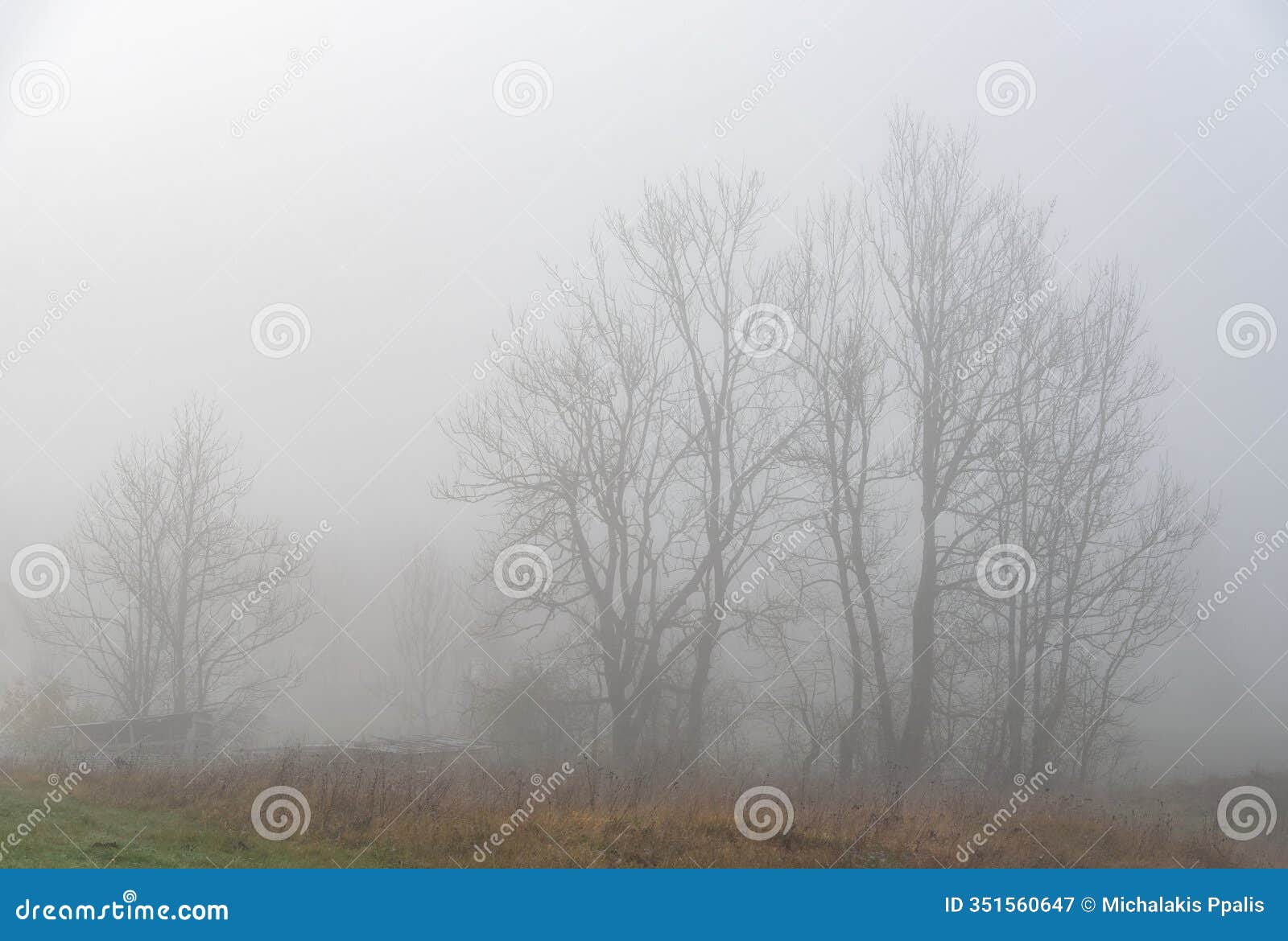 Fog Partially Obscures a Large Leafless Tree Growing on a Riverside ...