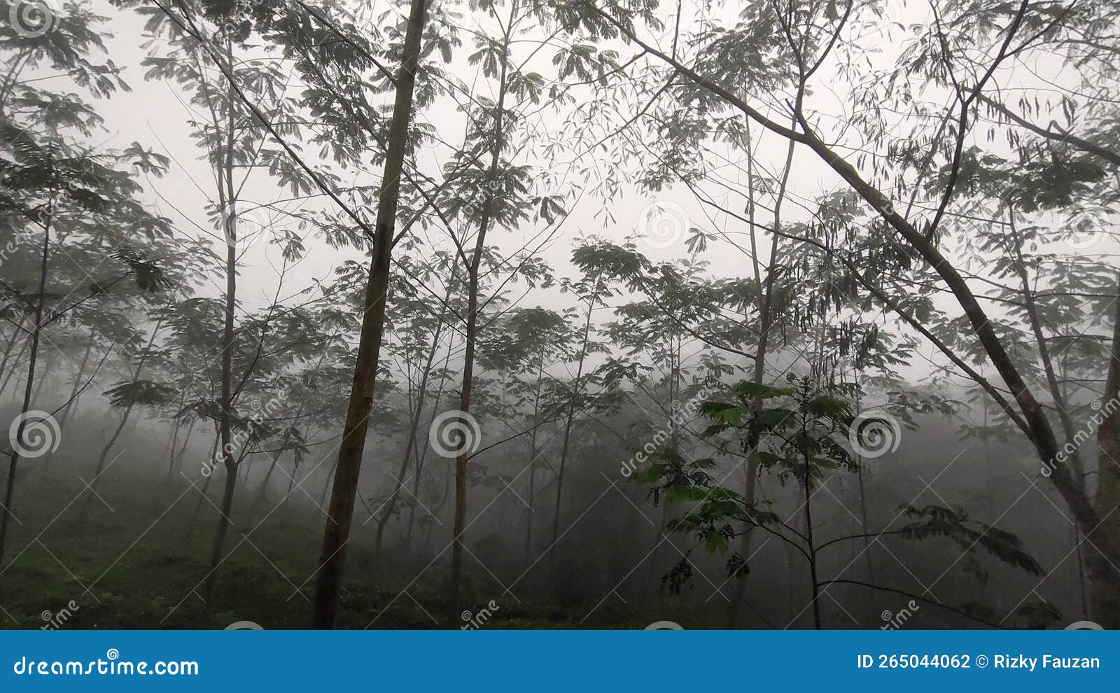 Fog in the Pine Pinus Forest Sejuk Stock Photo - Image of pinus, forest ...