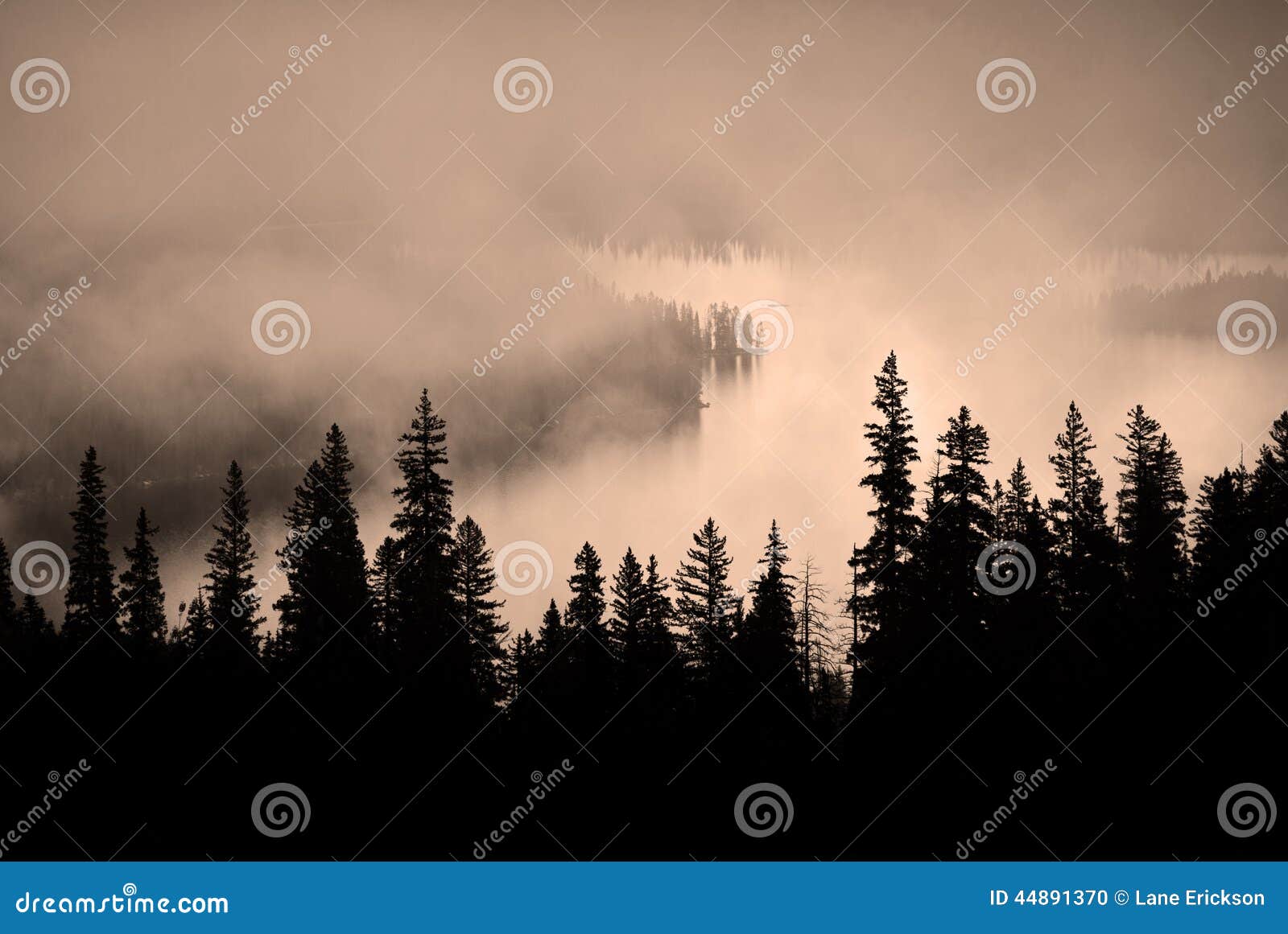 Fog and Pine Tree on Rugged Mountainside Stock Photo - Image of fresh ...