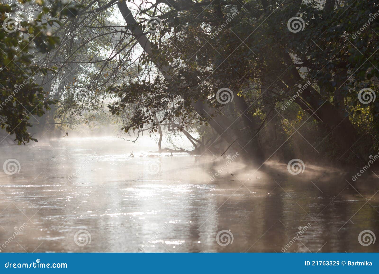 Fog river stock image. Image of field, covered, leaf - 21763329