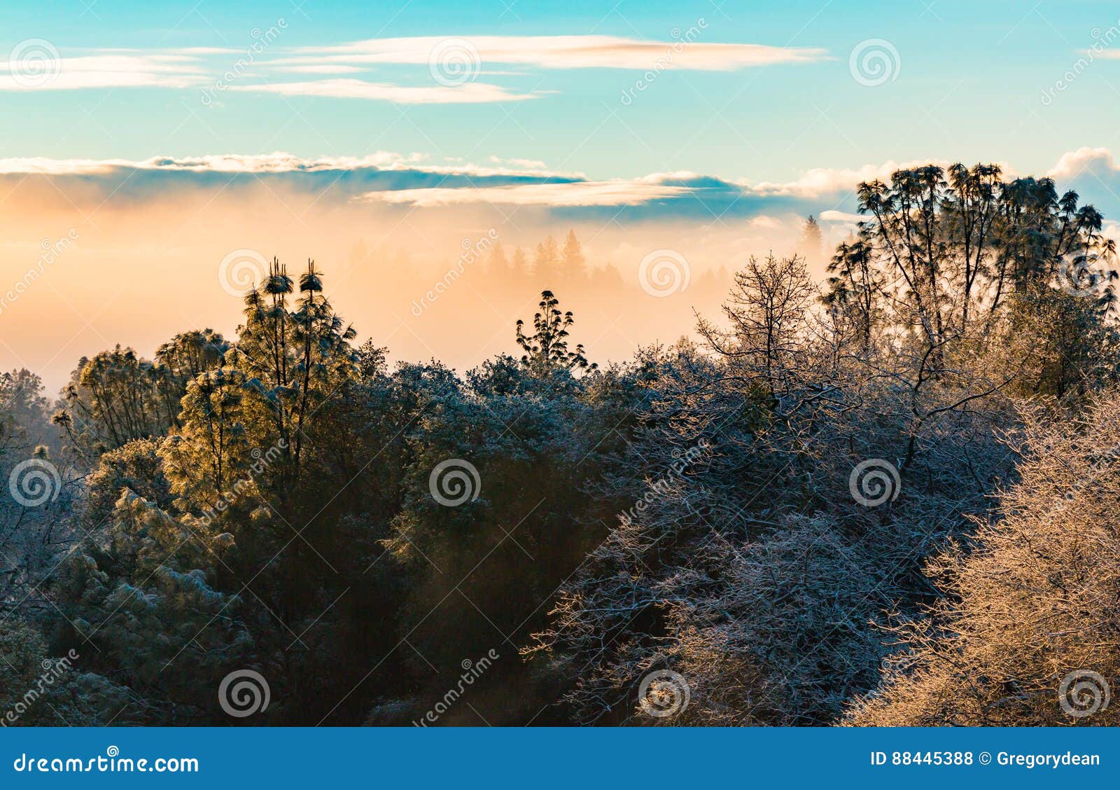 Fog Rolling through the Forest Stock Photo - Image of white, cloudy ...