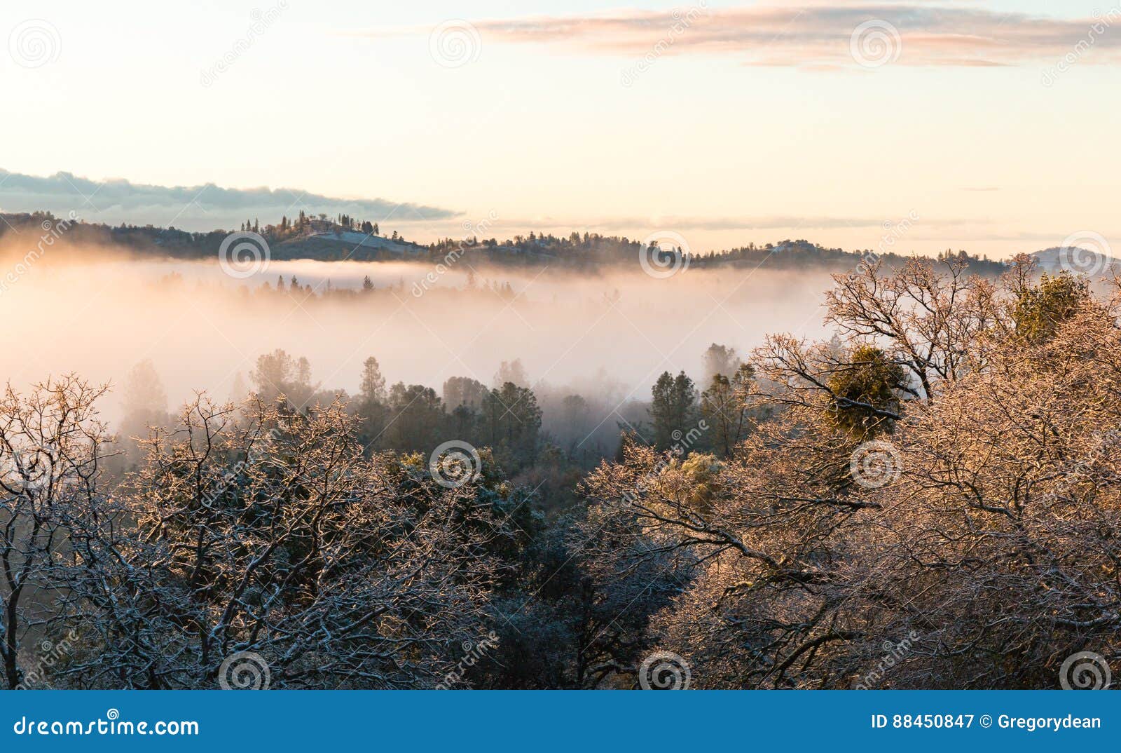 Fog Rolling through the Forest Stock Image - Image of environment ...