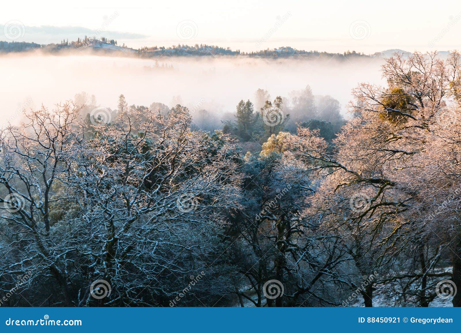 Fog Rolling through the Forest Stock Image - Image of outdoor, flowers ...