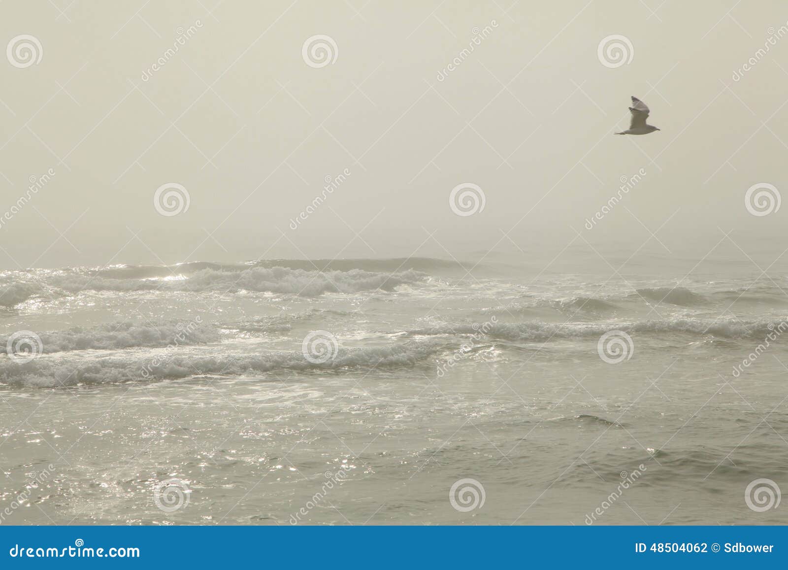 The Fog Rolls in at the Beach As a Sea Gull Flies by Stock Photo ...