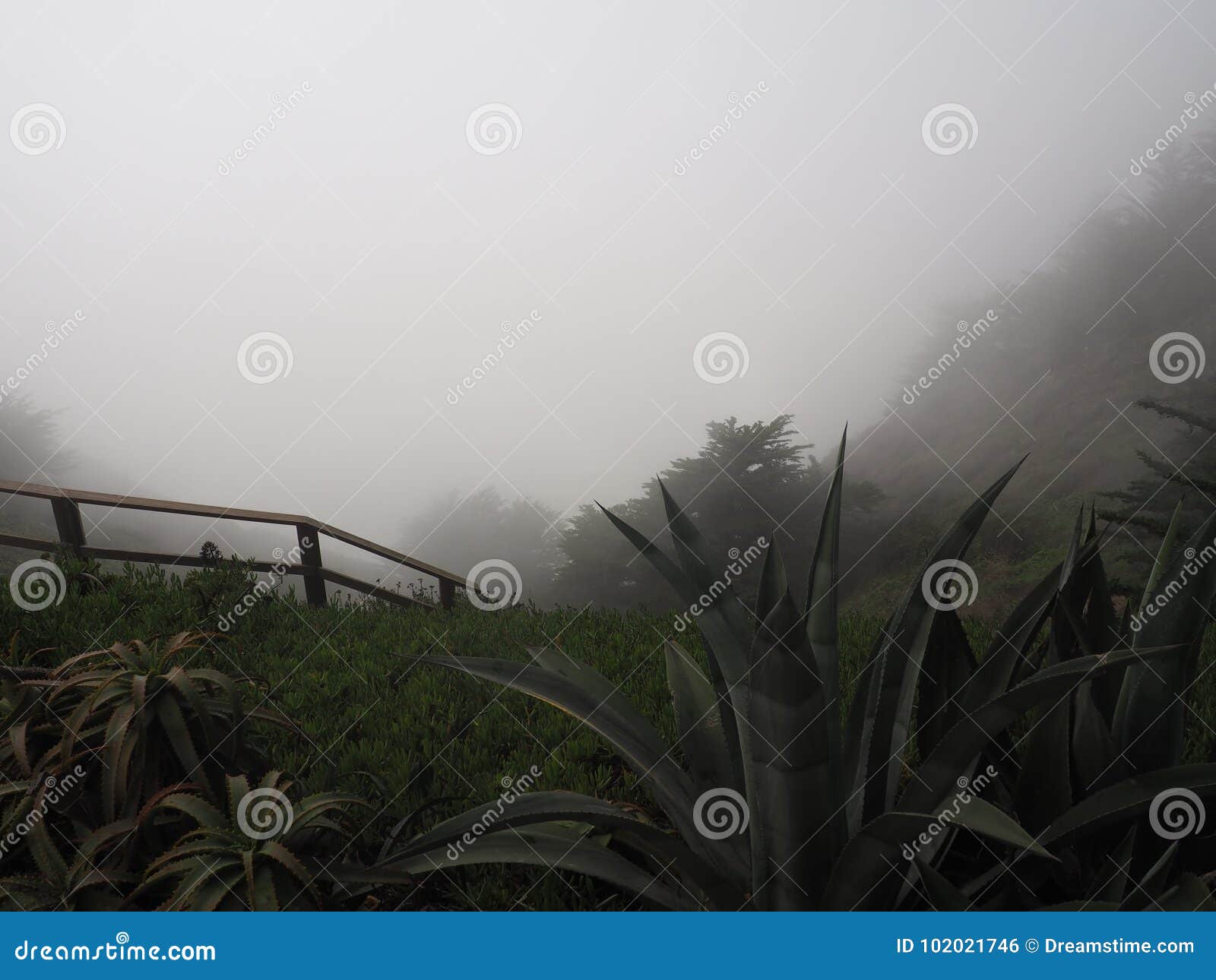The Fog Rolls in during a Hike in Big Sur Stock Photo - Image of neatly ...