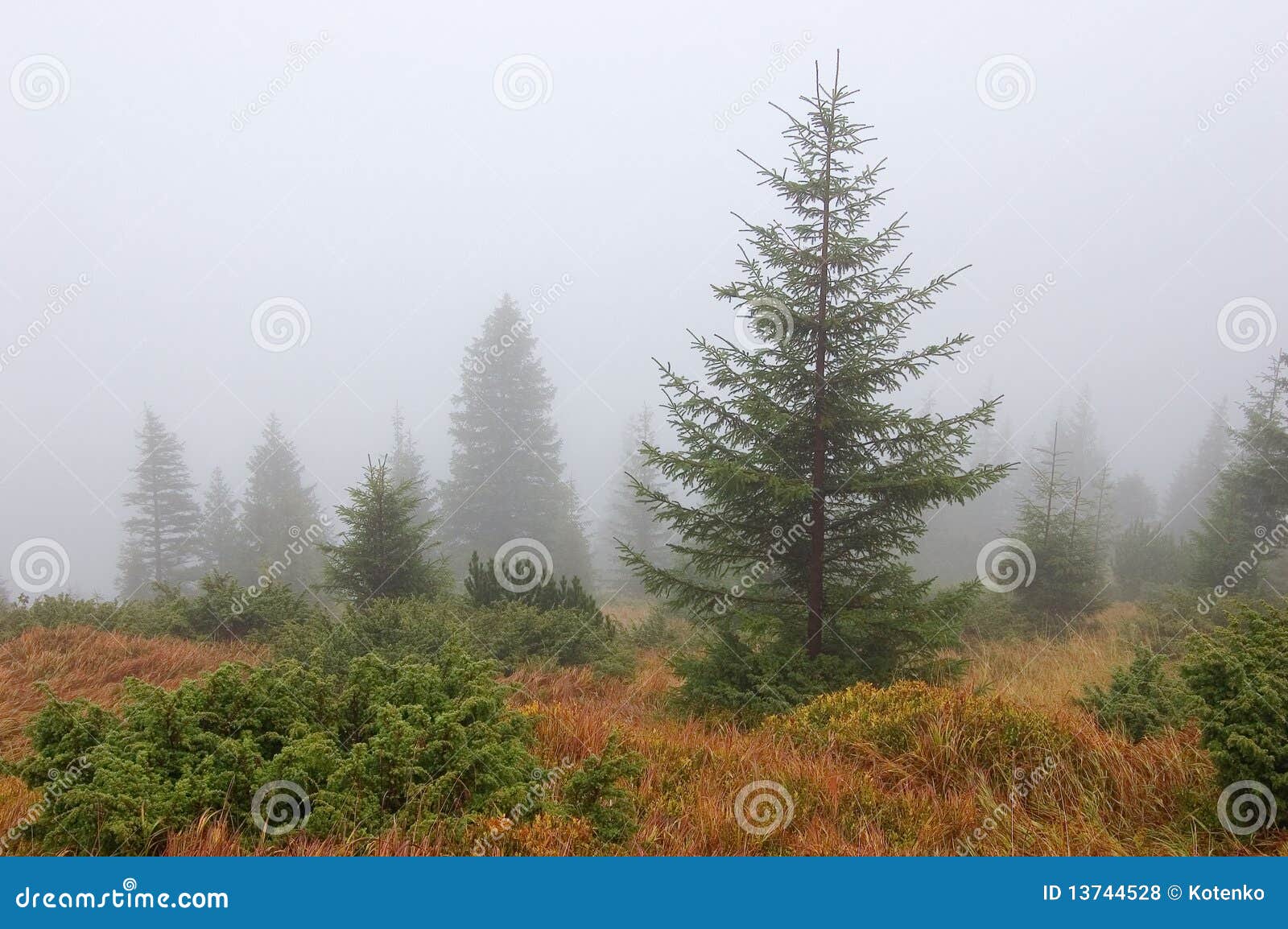 Fog s tree stock photo. Image of pine, misty, outdoor - 13744528