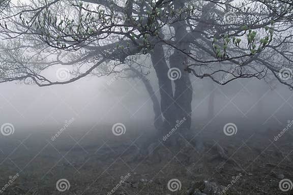 Fog s tree stock image. Image of fear, fright, ghost, evening - 607817