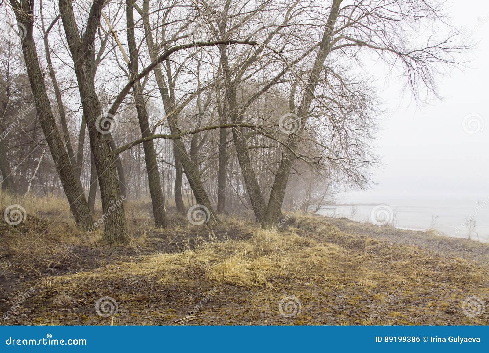 Fog on the shore stock photo. Image of pier, bush, morning - 89199386
