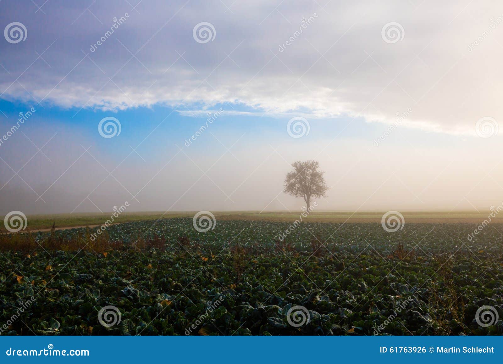 Fog stock photo. Image of agriculture, sunrise, autumn - 61763926