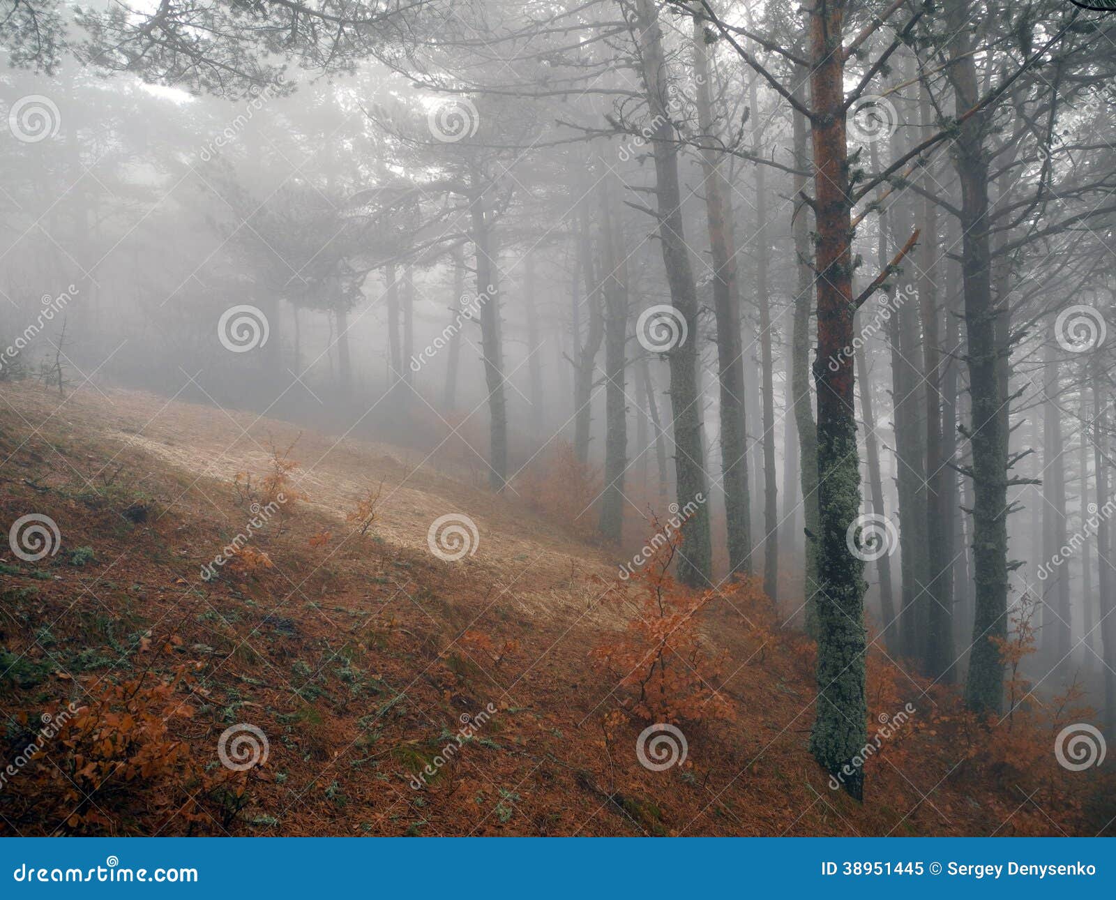 Fog in the spring forest stock image. Image of freshness - 38951445