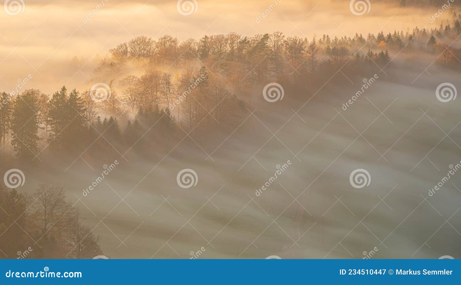 Fog Streaming through a Row of Trees Onto a Meadow Stock Image - Image ...