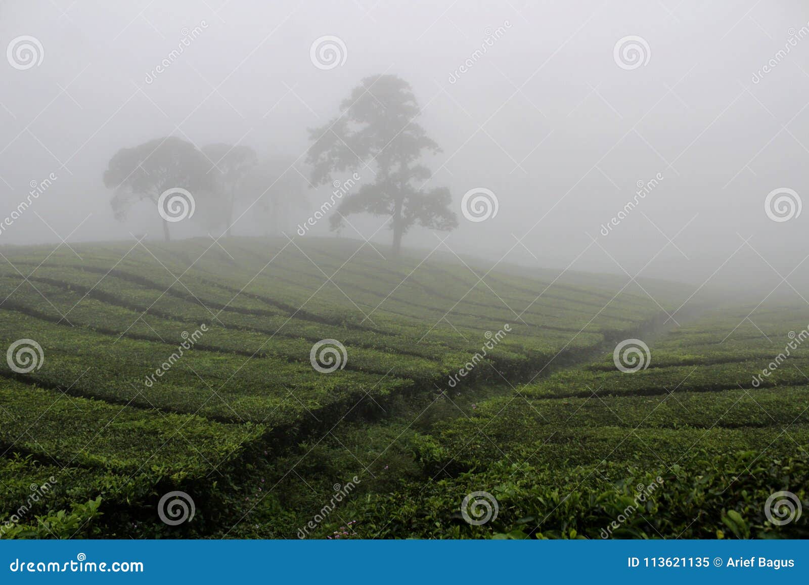 Fog in Sukawana Tea Field stock image. Image of west - 113621135