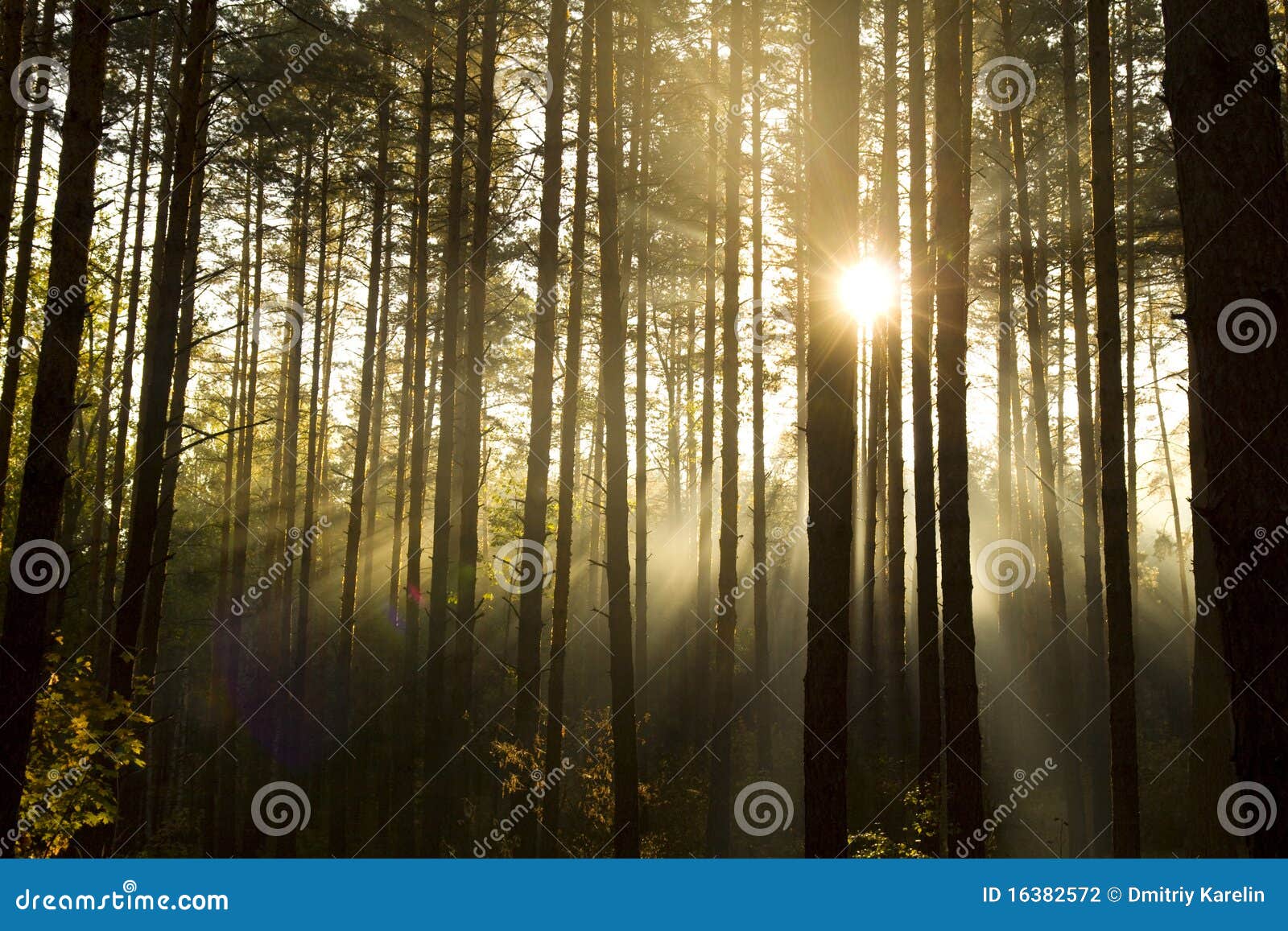 Fog and sun stock photo. Image of mist, light, park, branch - 16382572