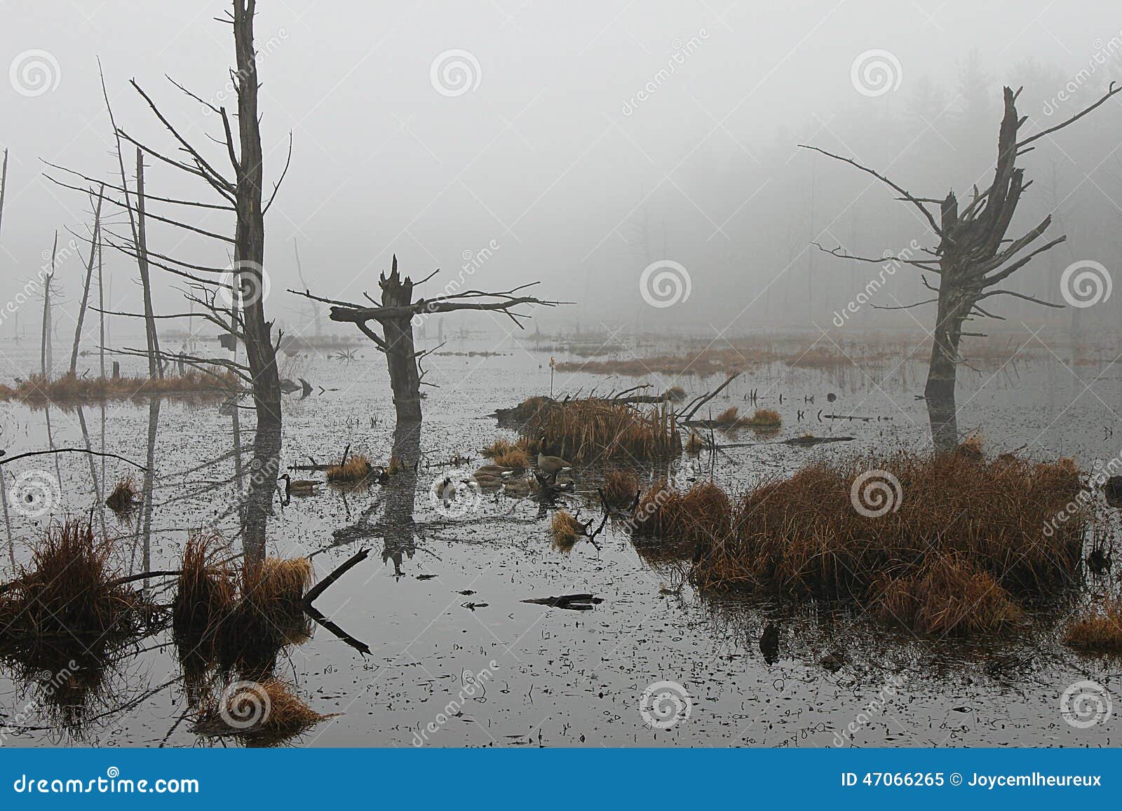 Fog at the swamp stock image. Image of habitat, morning - 47066265