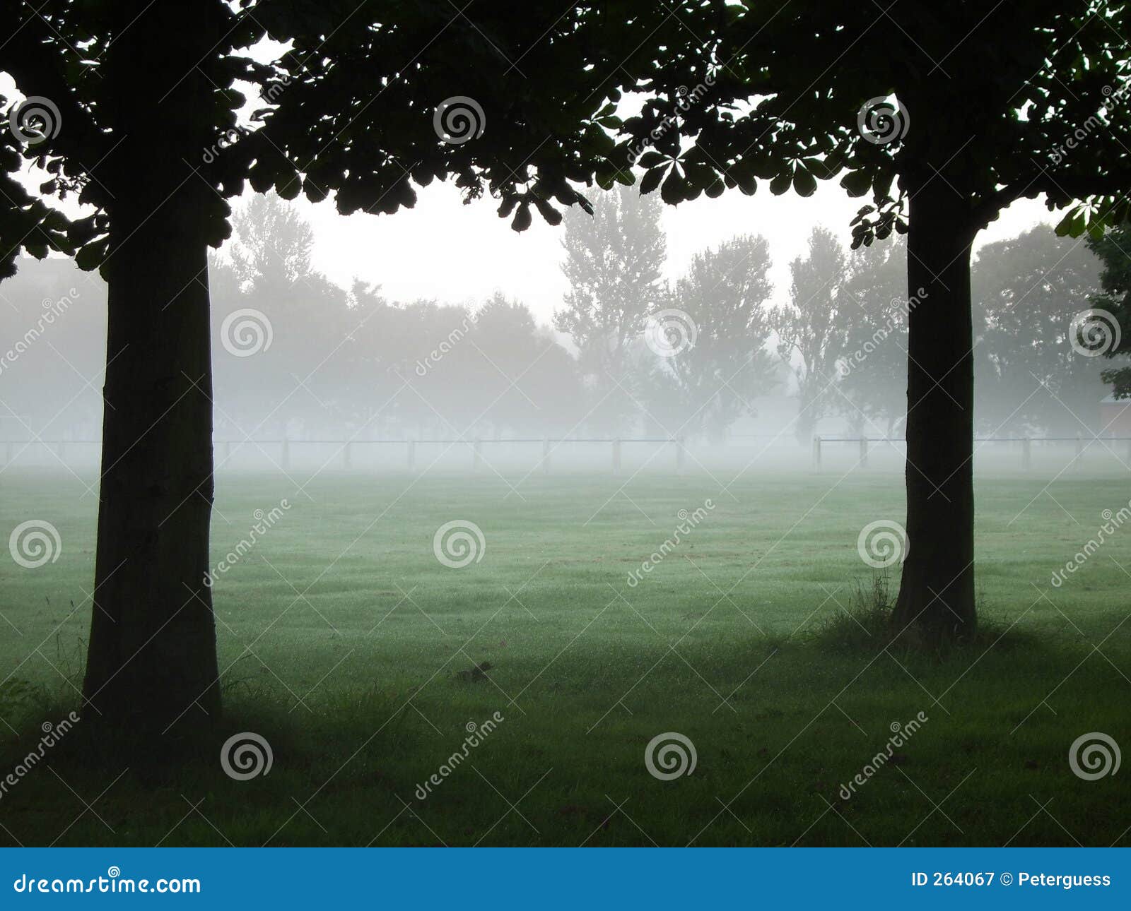 Fog and Trees stock image. Image of foliage, park, trees - 264067
