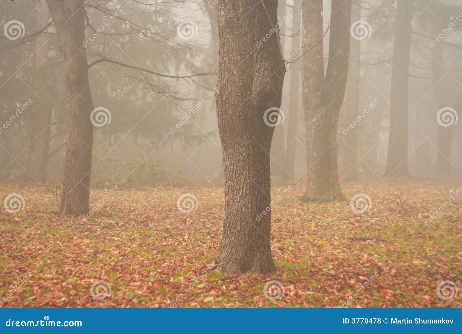 Fog and trees stock photo. Image of light, forest, trees - 3770478