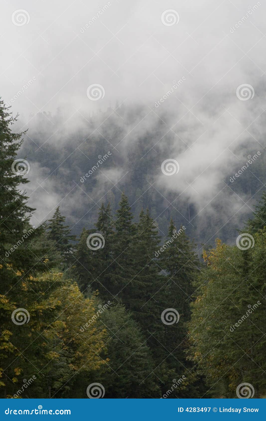 Fog and trees stock image. Image of mist, hill, adventure - 4283497