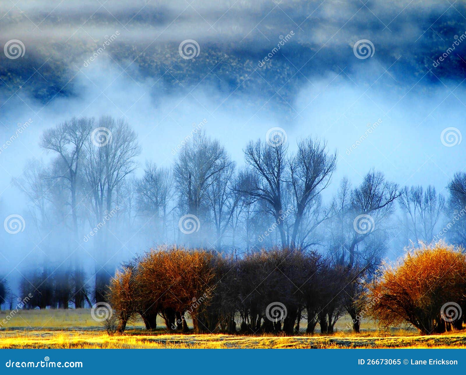 Fog with trees and bushes stock image. Image of light - 26673065
