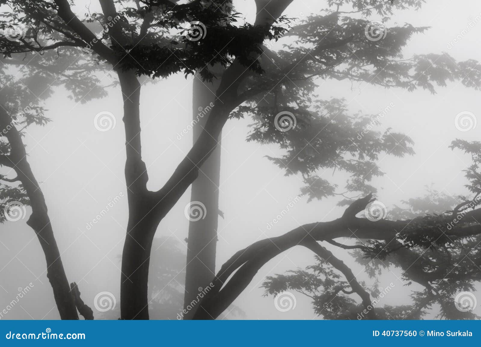 Fog and trees stock photo. Image of scene, horror, bright - 40737560