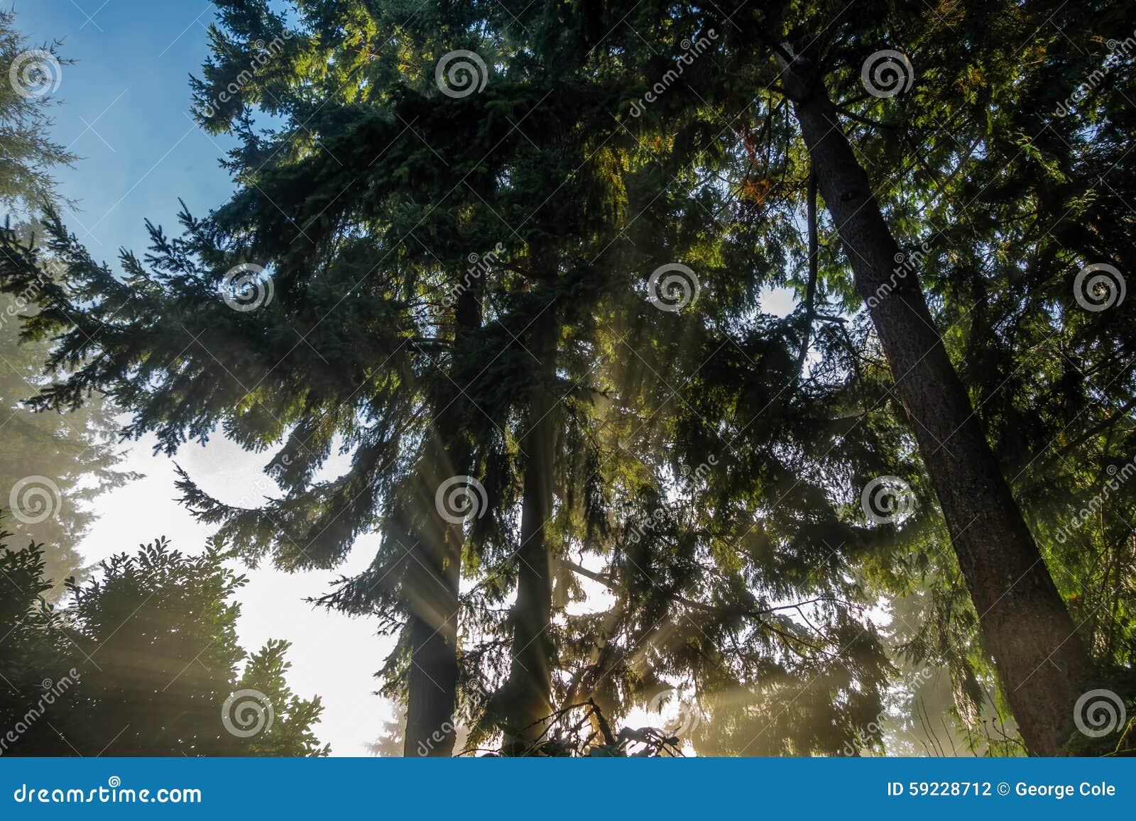 Fog Trees Light 3 stock photo. Image of trees, spiritual - 59228712