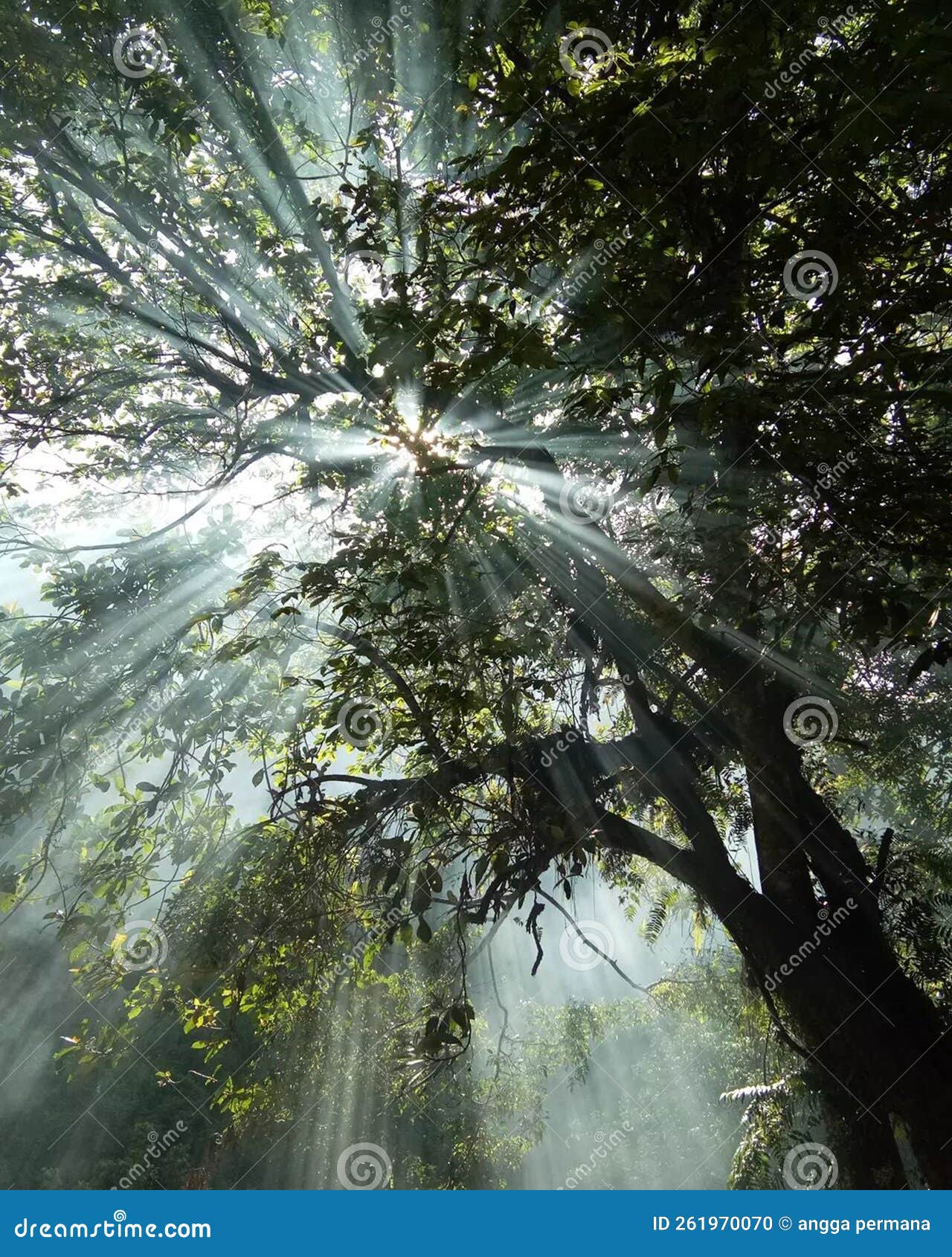 Fog and Trees at the Rain Forest Stock Photo - Image of sunlight, grass ...