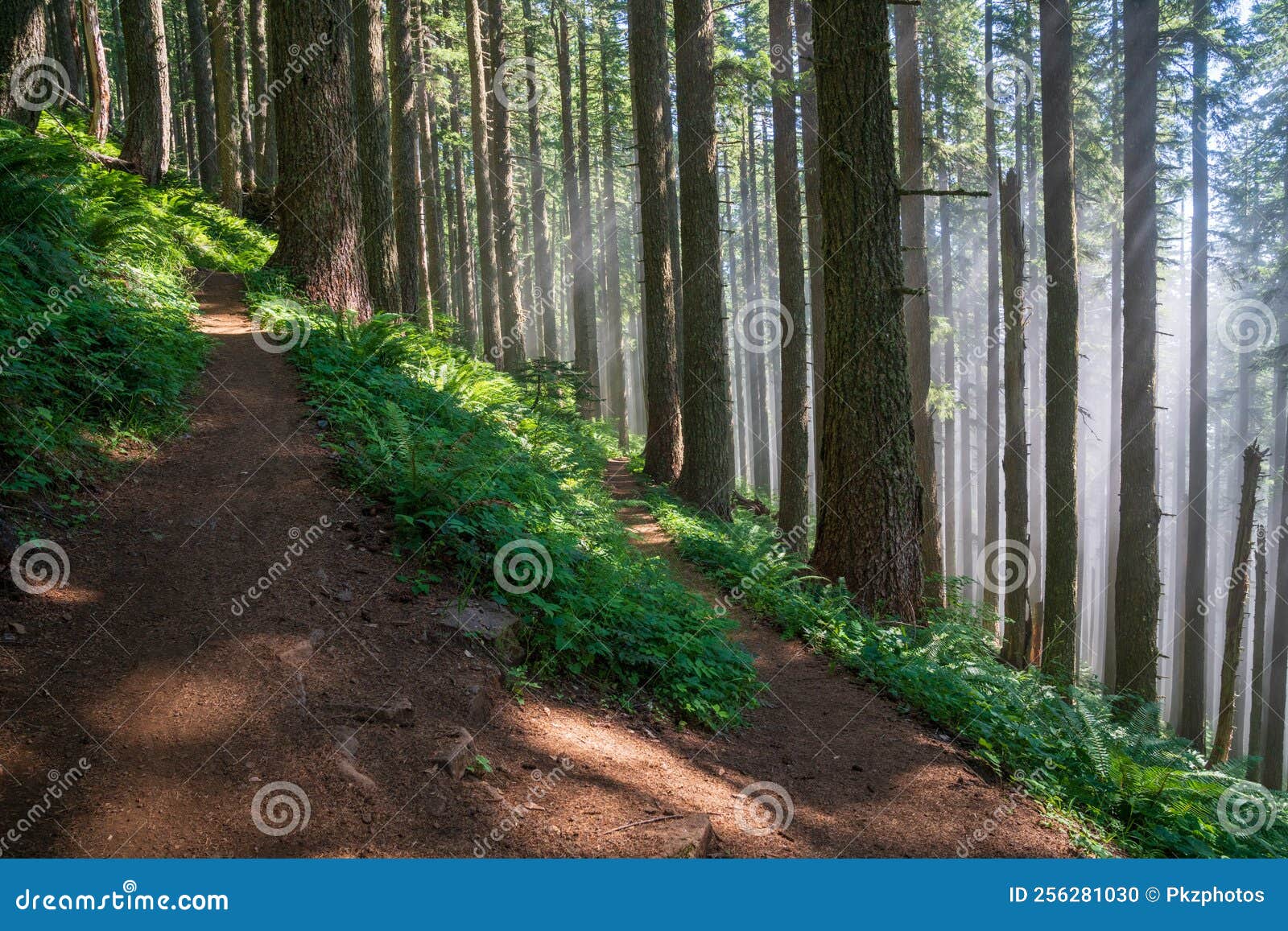 Fog and trees stock photo. Image of pacific, recreation - 256281030