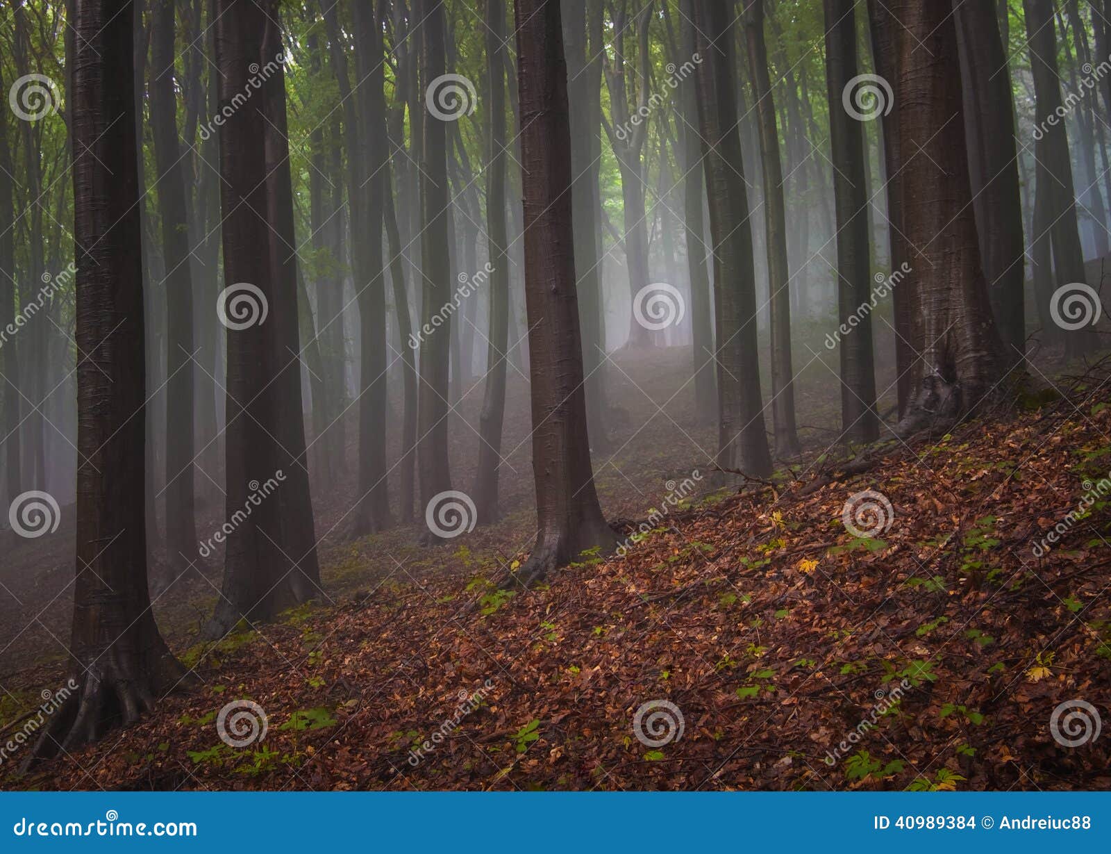 Fog Trough Trees after Rain Stock Photo - Image of magic, misty: 40989384
