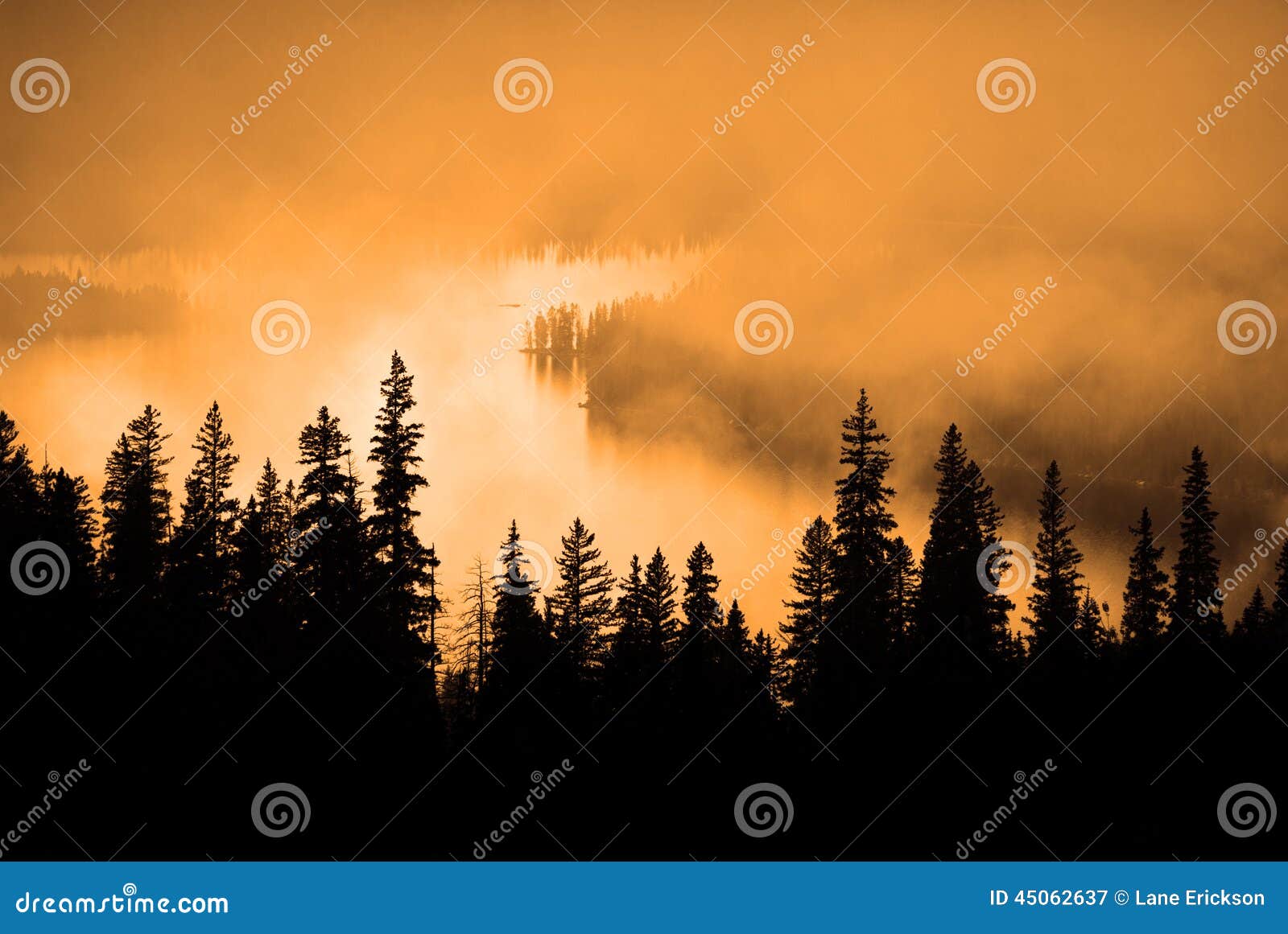Fog, Warm Sunlight and Pine Trees Stock Image - Image of clouds, forest ...