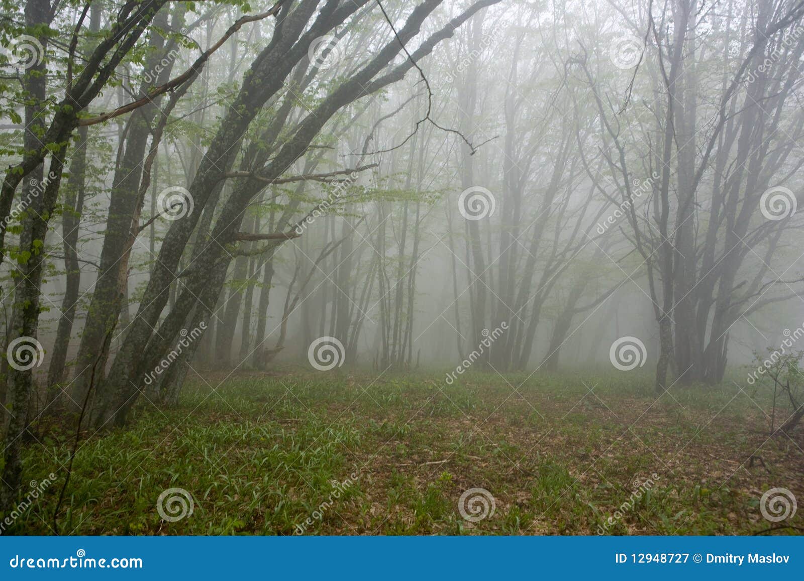 Fog in wood stock image. Image of season, tranquil, nature - 12948727