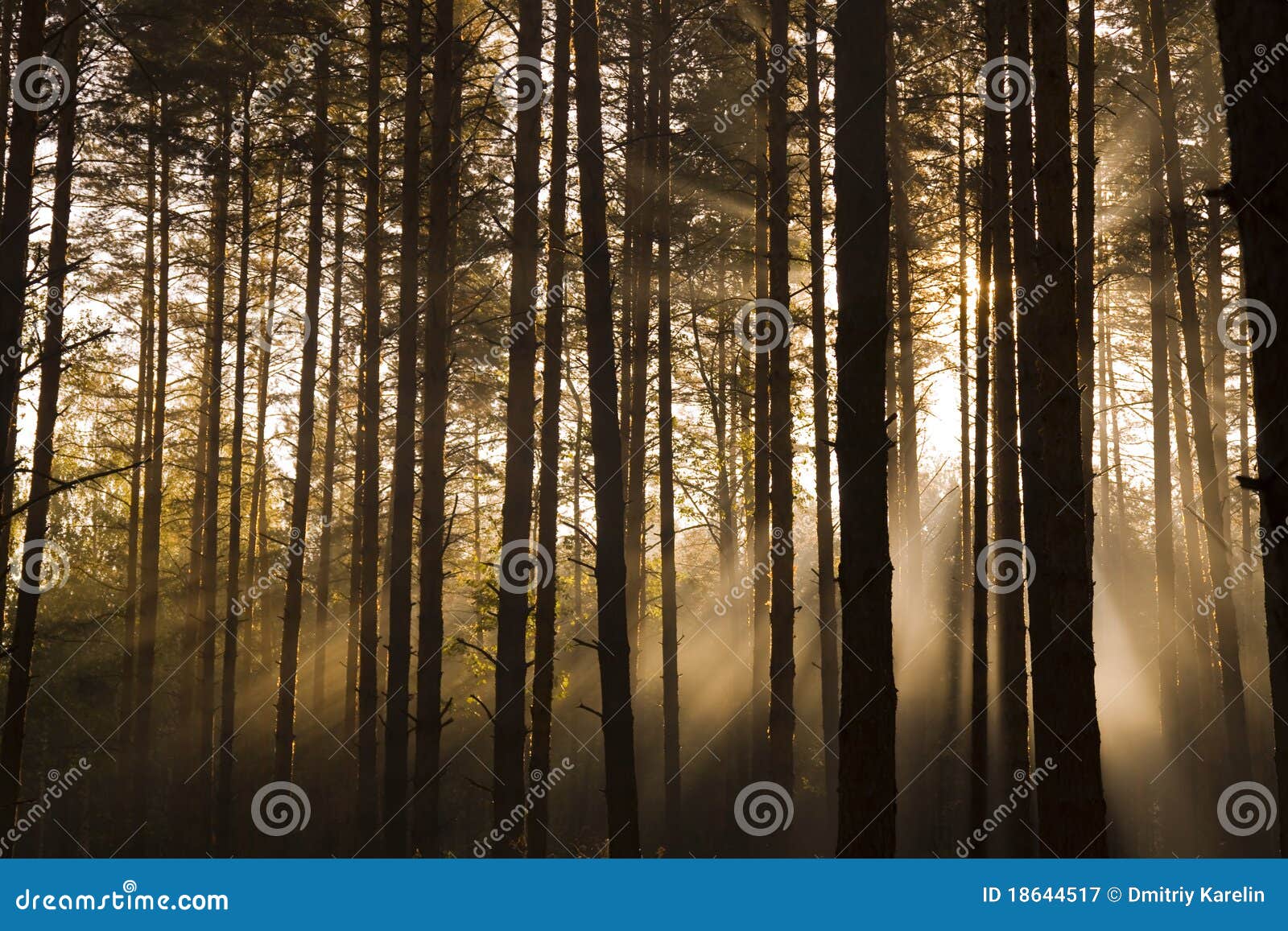 Fog in wood stock image. Image of back, leaf, light, forest - 18644517