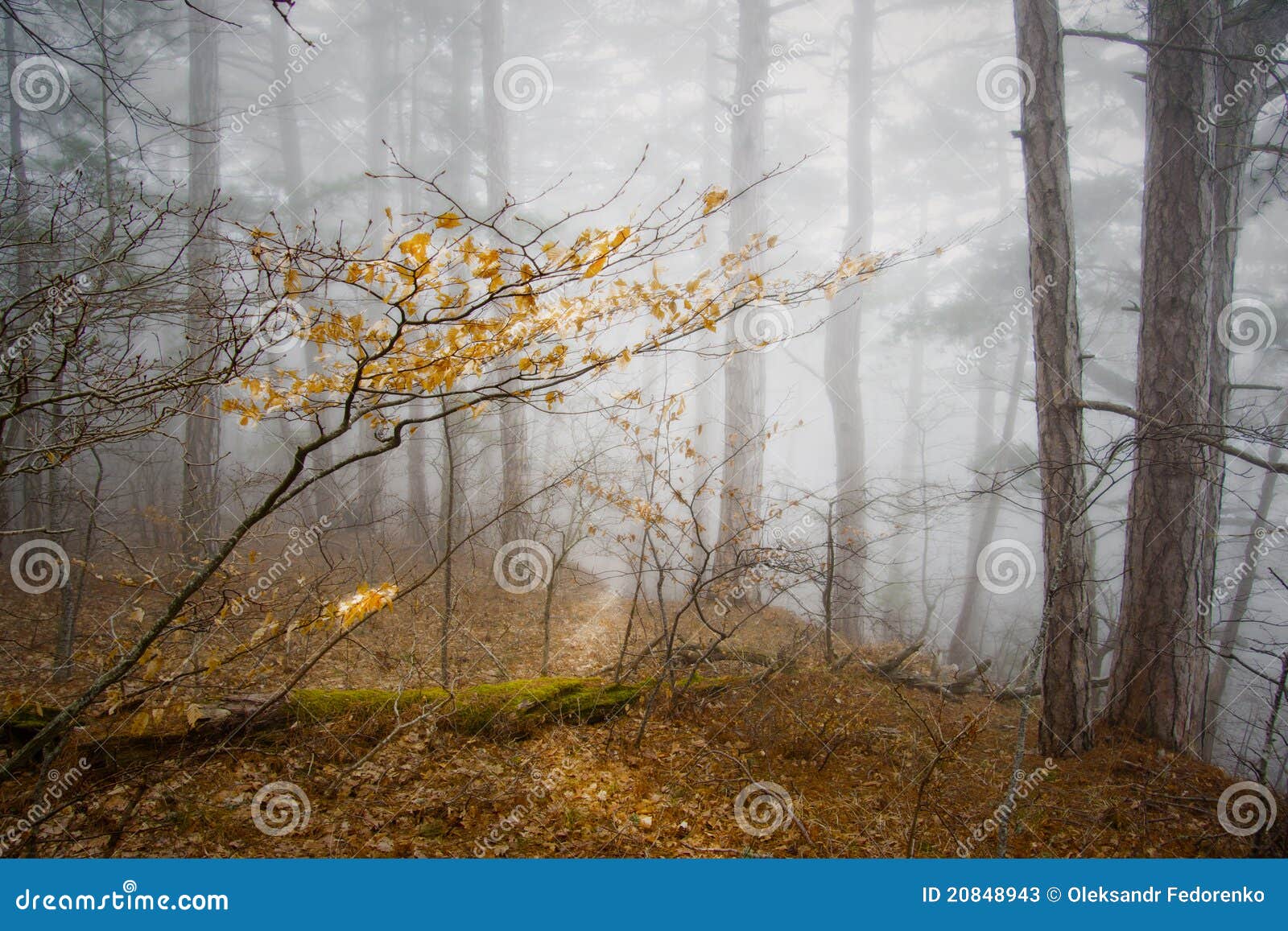 Fog in wood stock image. Image of stand, white, branch - 20848943