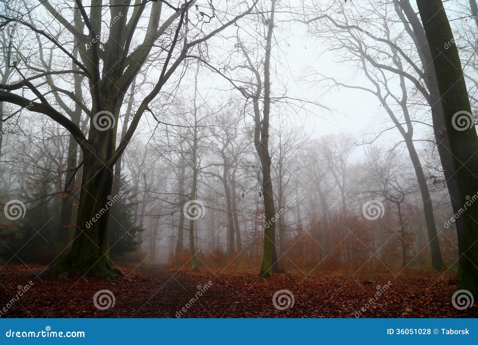 Fog in wood stock photo. Image of leafs, branch, weather - 36051028