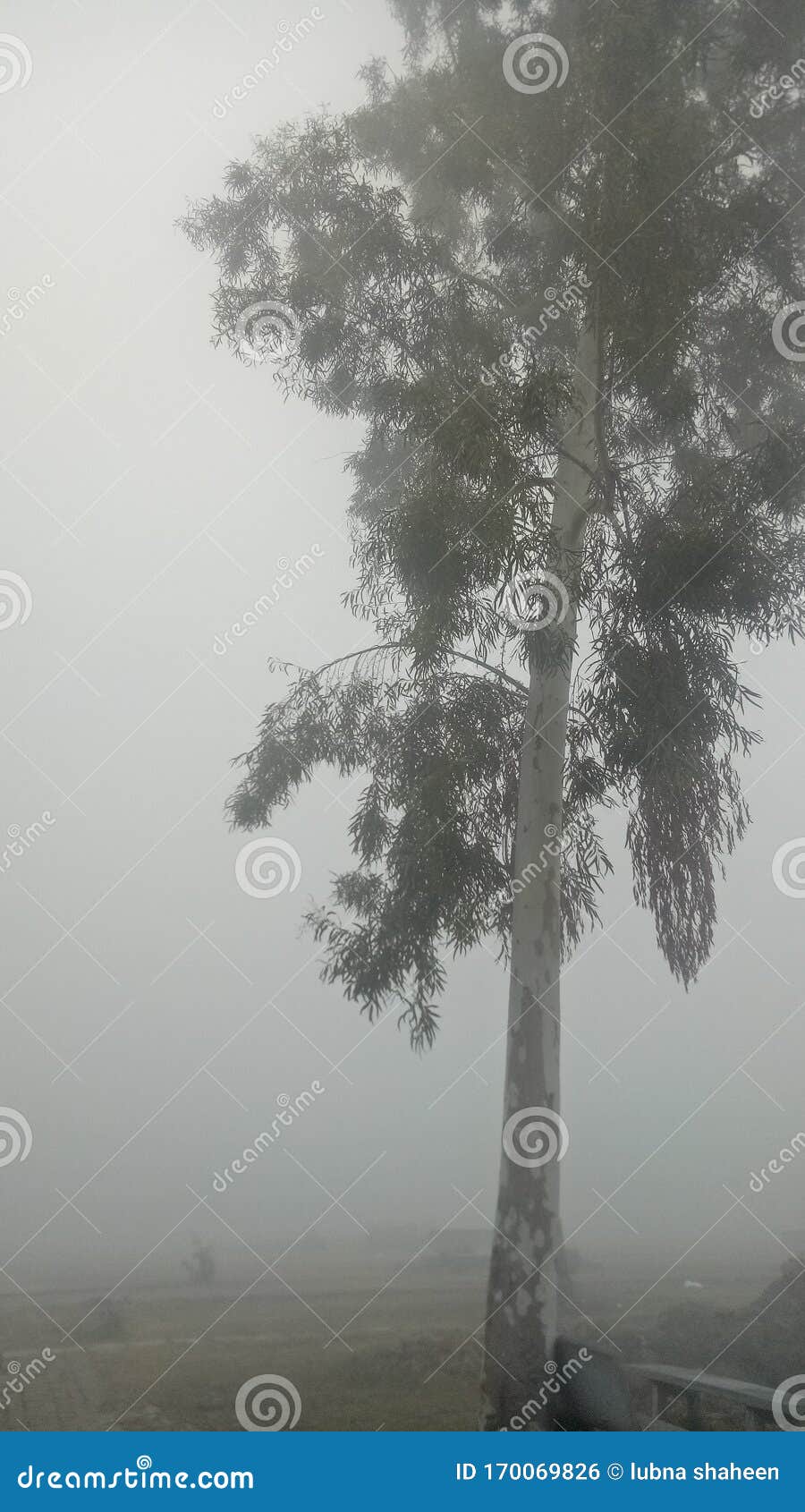 Fogg nature beauty stock photo. Image of blur, beauty - 170069826