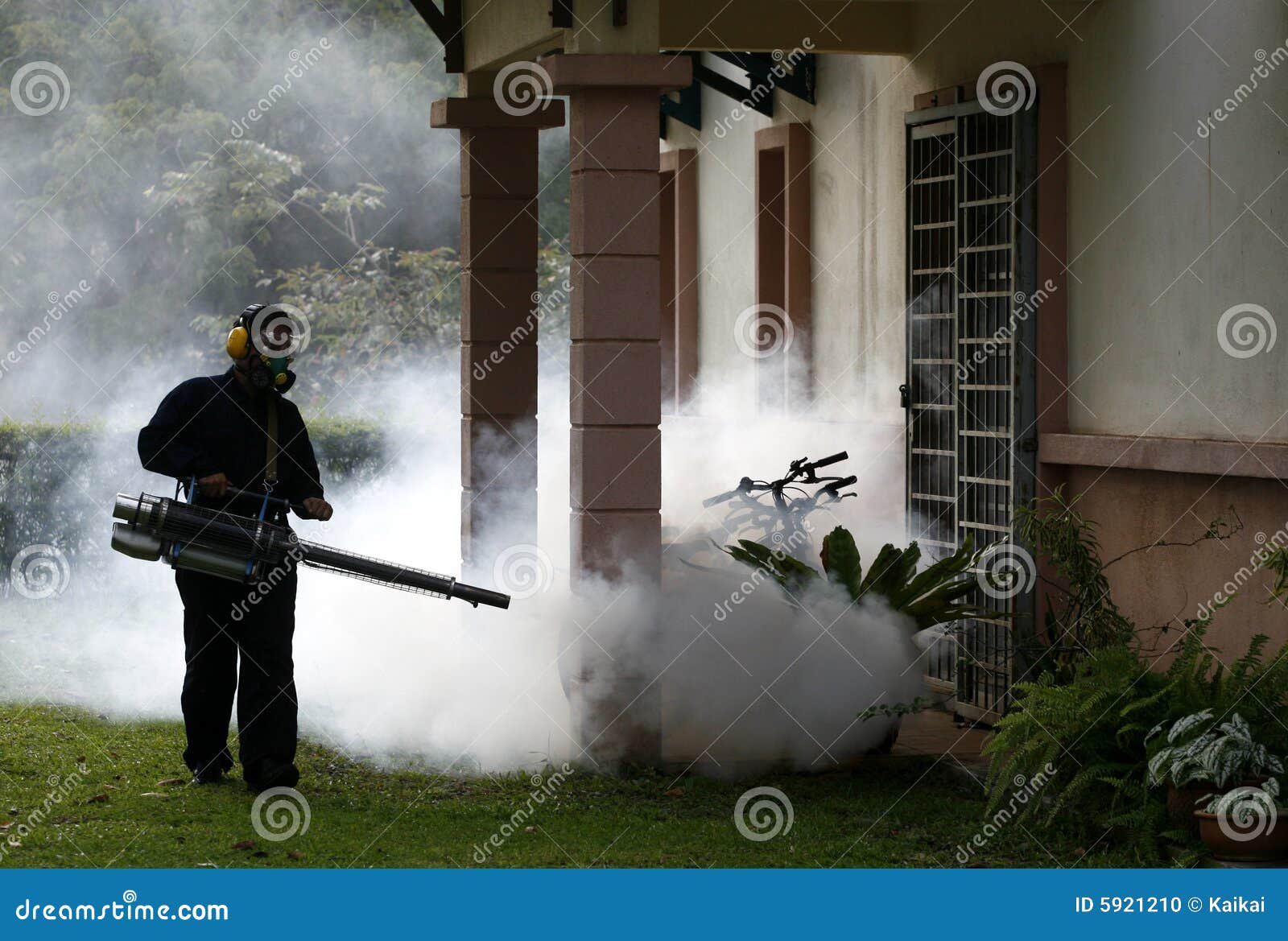 Fogging stock photo. Image of zoology, dead, fever, mosquitoes - 5921210