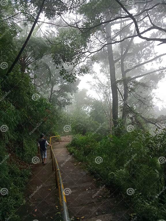 Fogging forest stock image. Image of forest, beautiful - 249652667