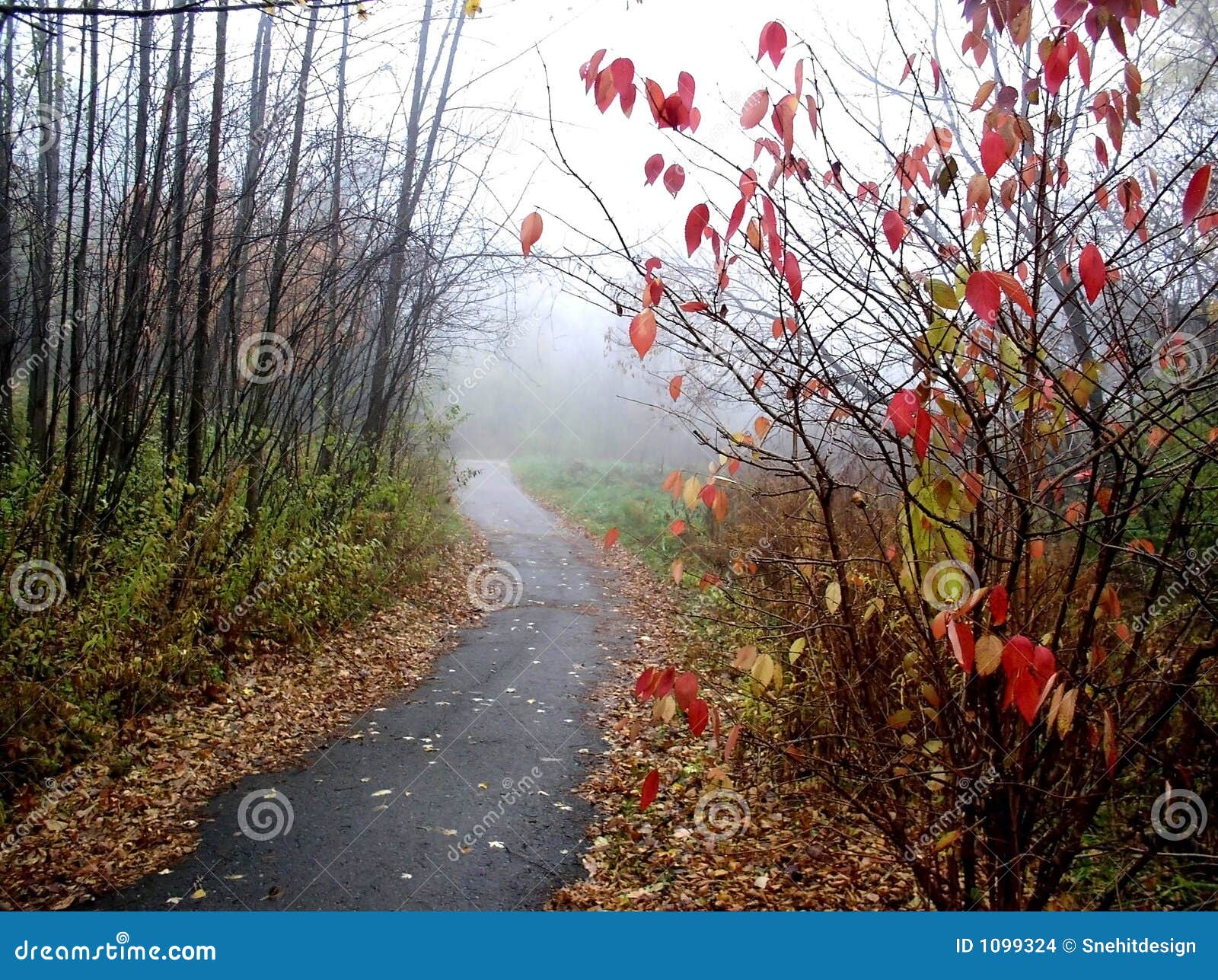 Foggy Autumn stock photo. Image of leaves, autumn, nature - 1099324