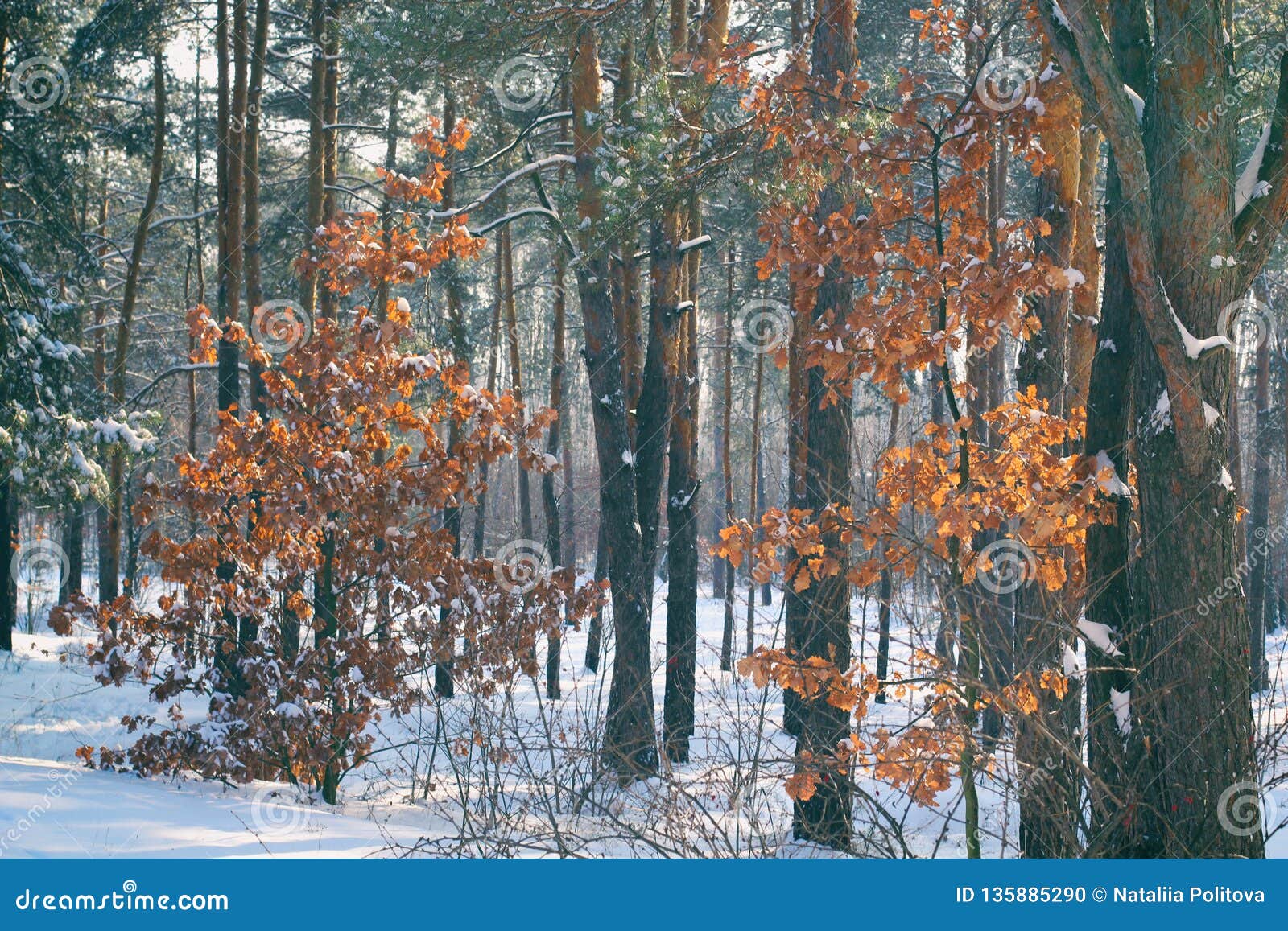 Foggy Autumn Day. Gray Winter Forest Stock Photo - Image of mystery ...