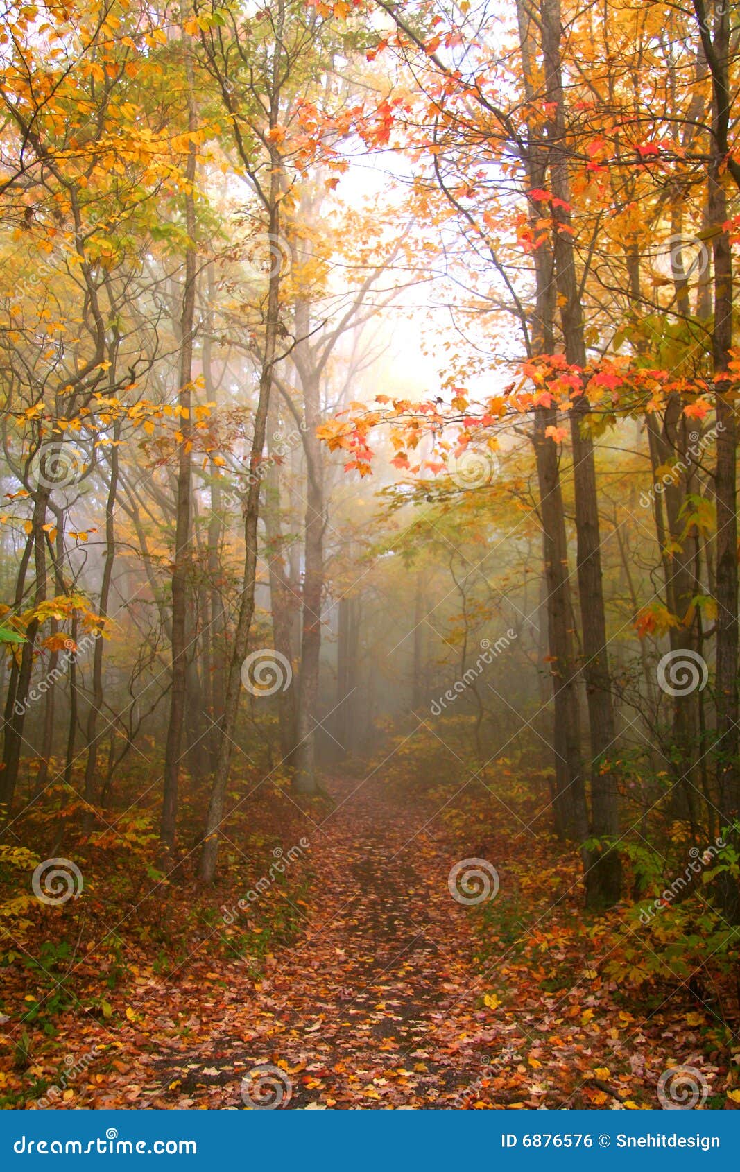 Foggy Autumn Morning stock photo. Image of misty, lake - 6876576