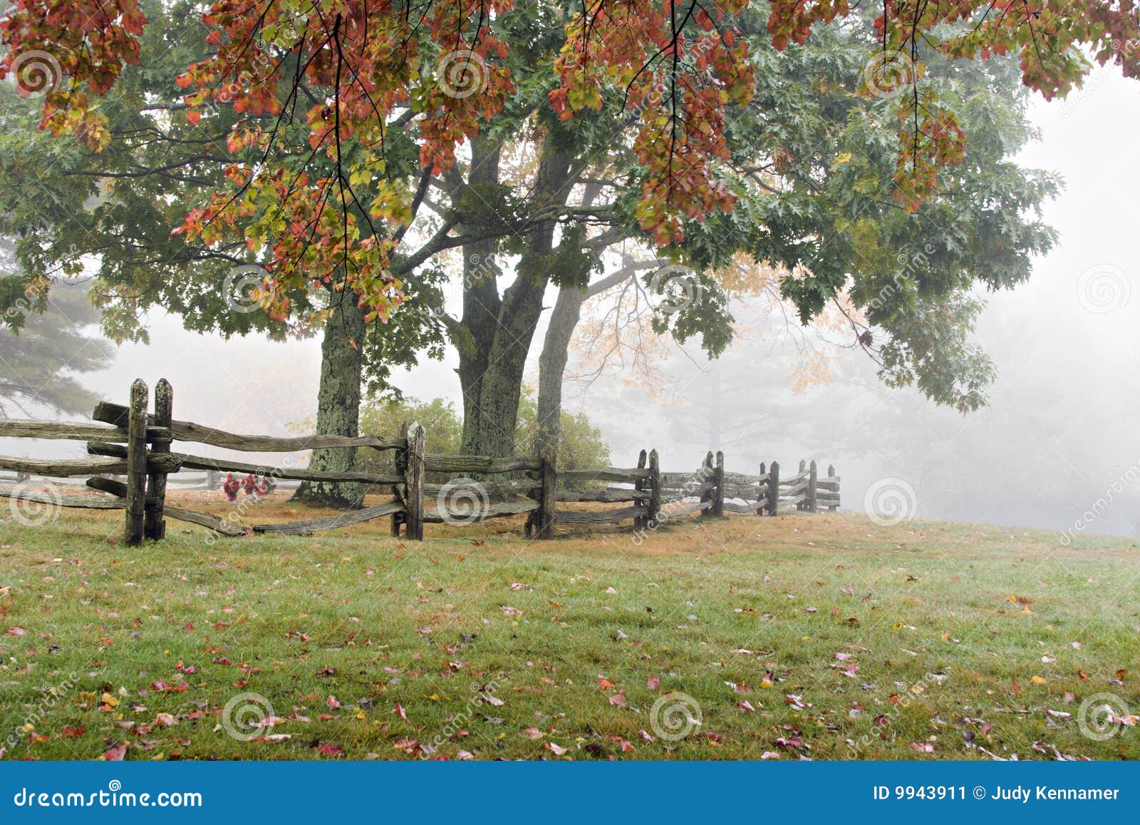 Foggy Autumn Trees and Fence Stock Image - Image of leaf, colorful: 9943911