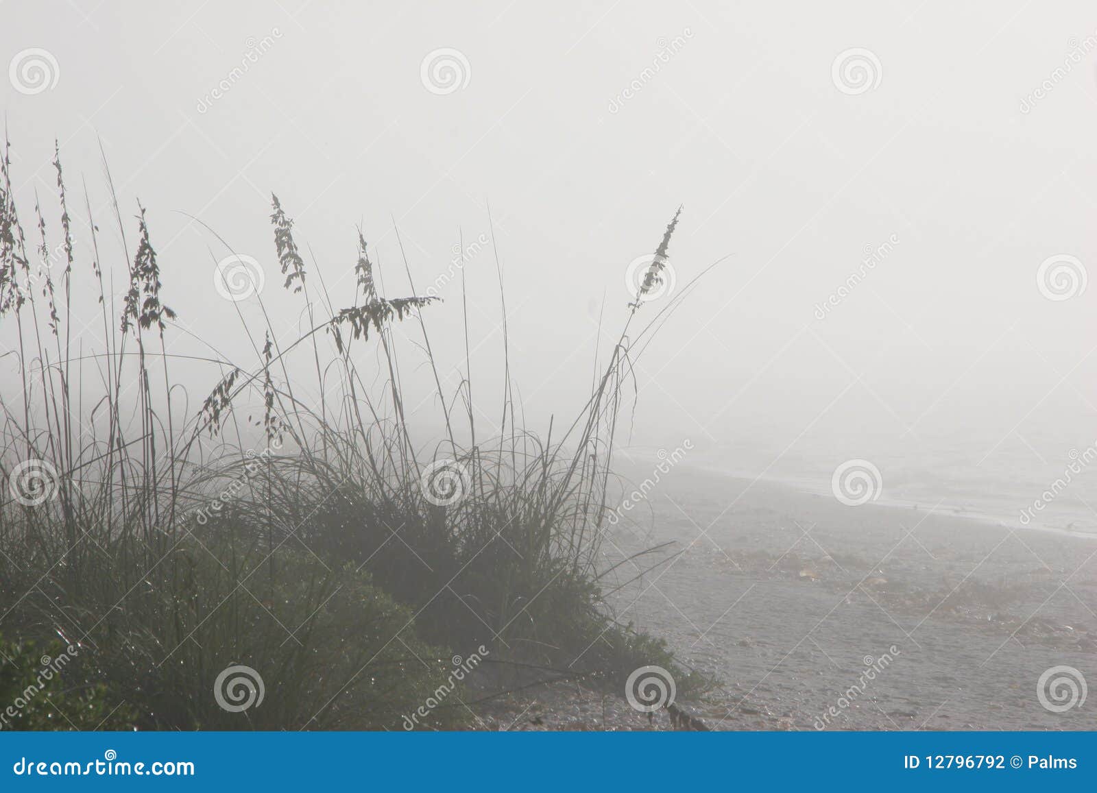 Foggy beach stock photo. Image of natural, light, seaside - 12796792