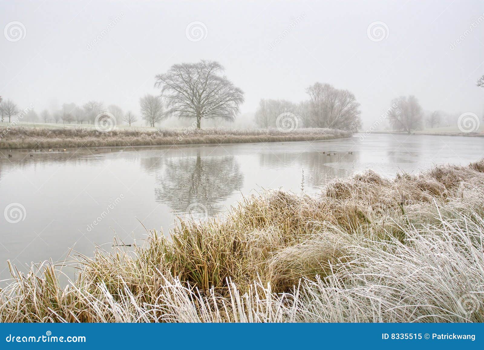 A Foggy Cold Winter Morning Stock Image - Image of ground, yellow: 8335515