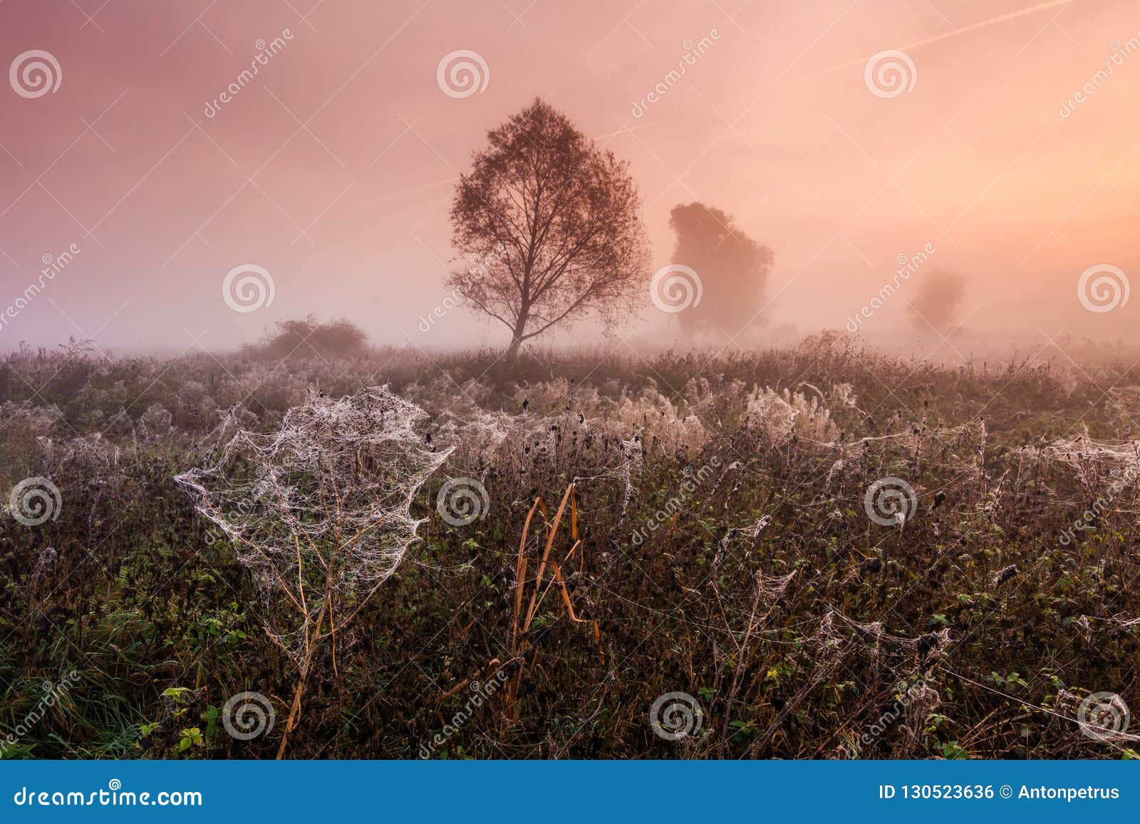 Foggy Dawn on the Field with Cobwebs in Autumn Stock Photo - Image of ...