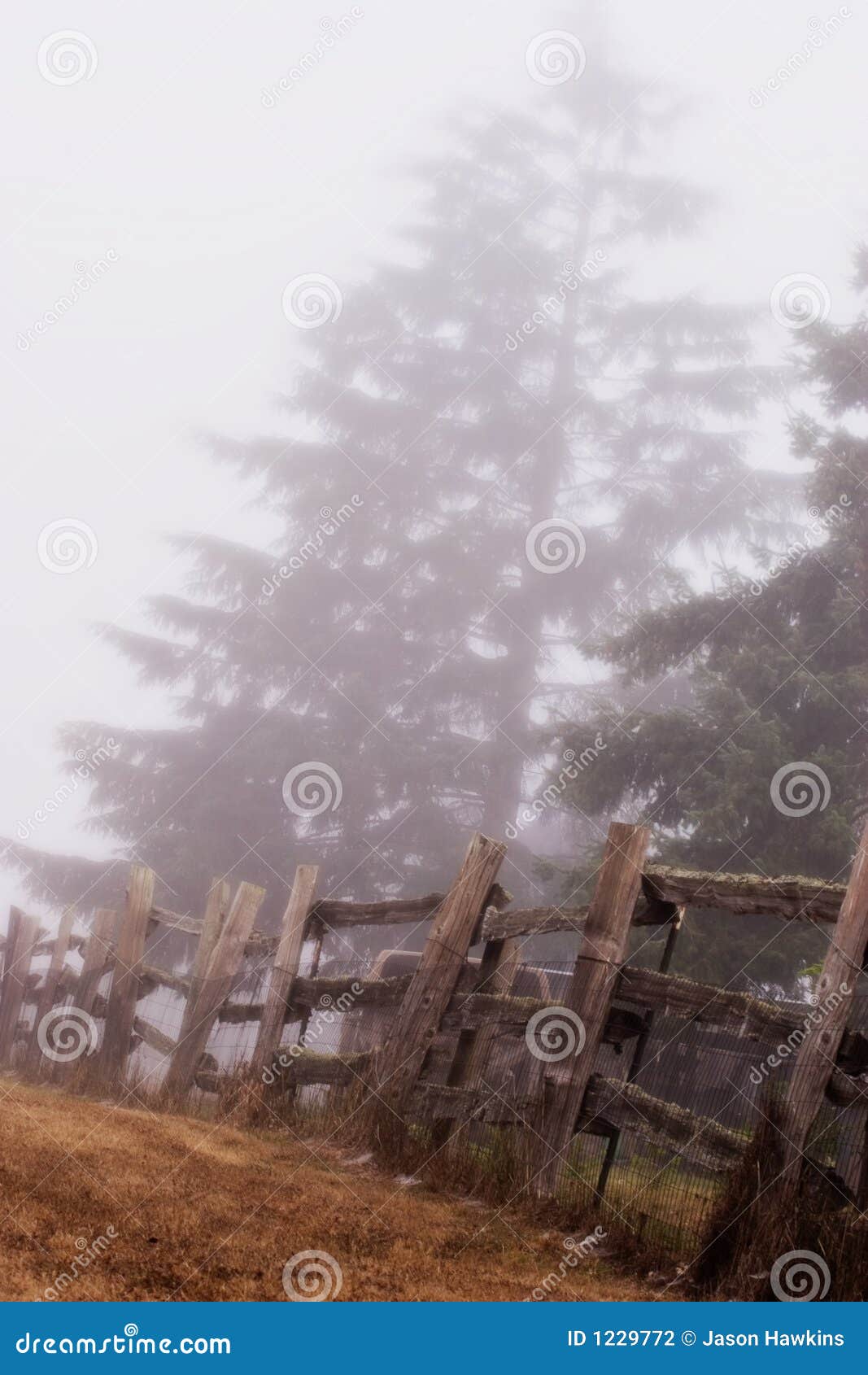 Foggy day stock photo. Image of landscape, trees, plants - 1229772