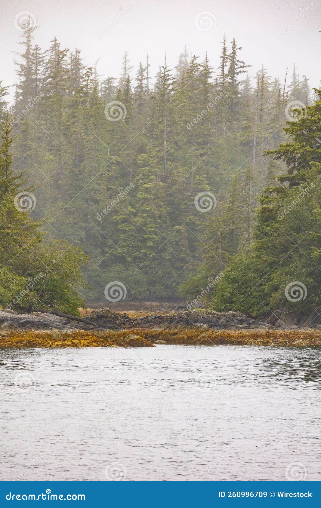 Foggy Day in Alaska Forest Sitka Stock Image - Image of rock, autumn ...