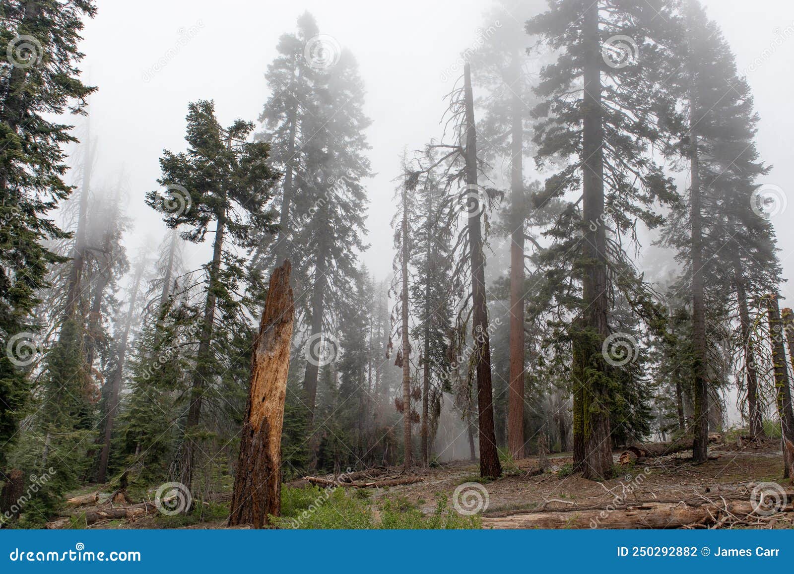 Foggy Encroachment - Sequoia Forest, California Stock Photo - Image of ...